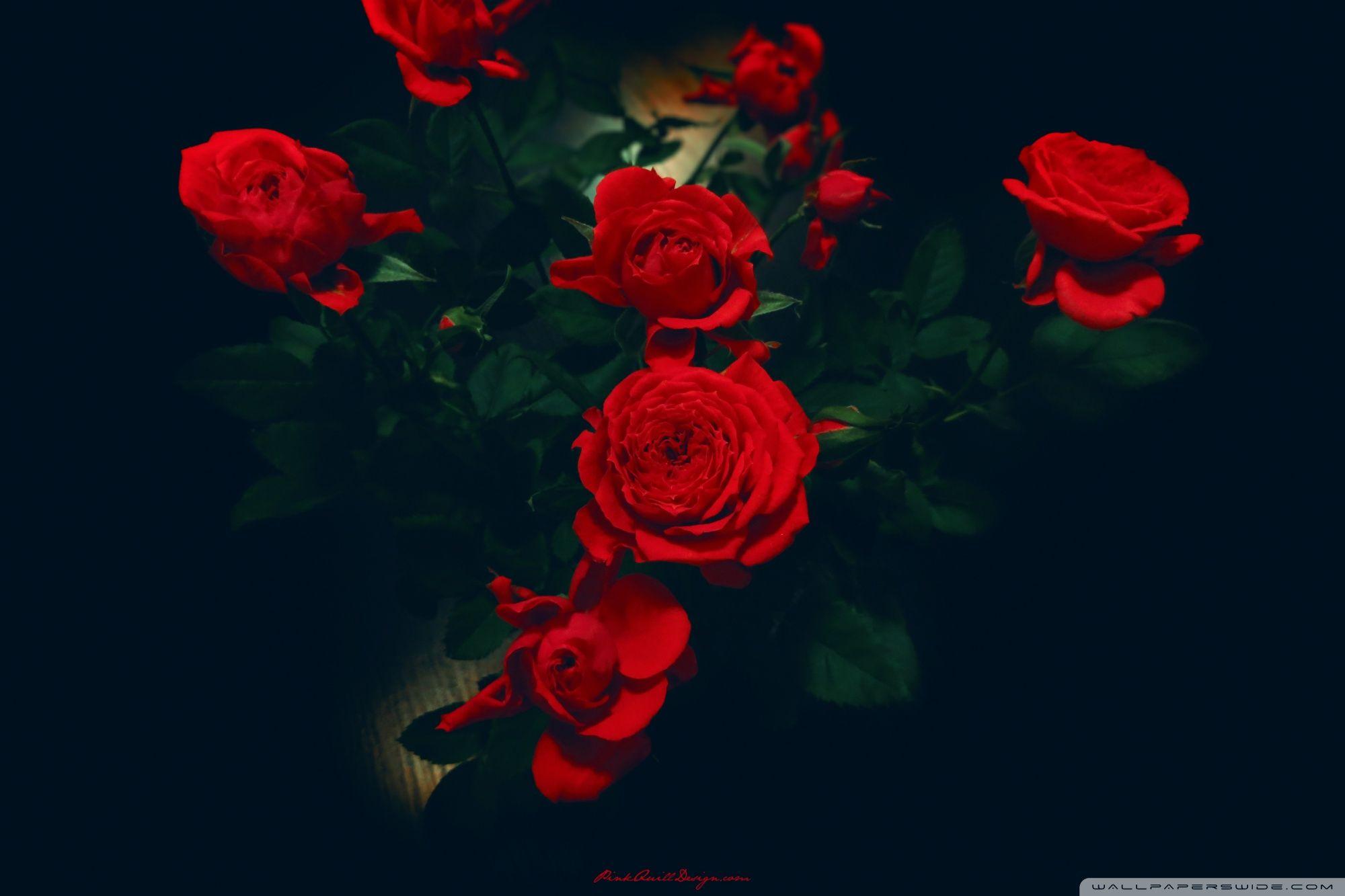 Red Roses HD Wallpapers - Top Free Red Roses HD Backgrounds ...