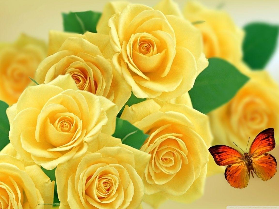 Yellow Roses Wallpapers - Top Free Yellow Roses Backgrounds ...