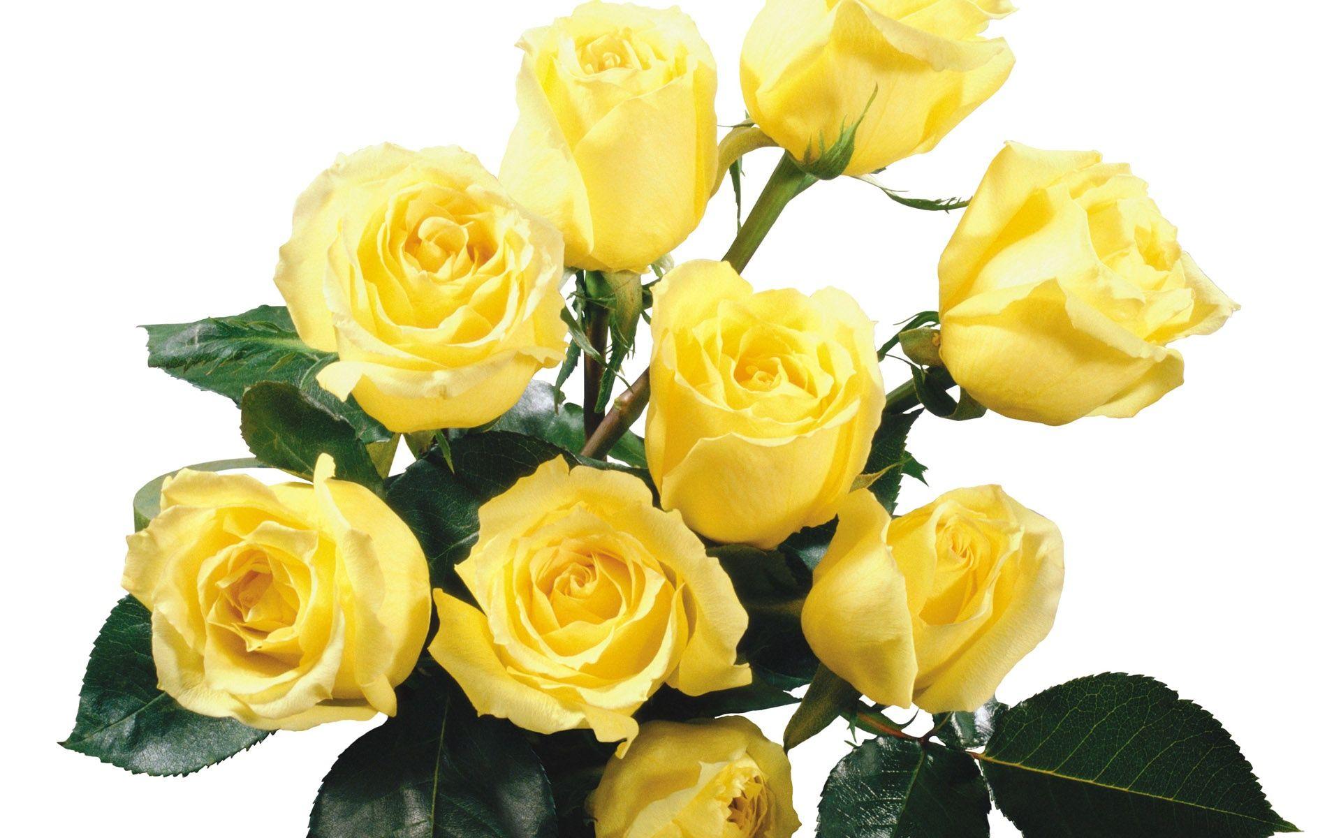 Yellow Roses Wallpapers - Top Free Yellow Roses Backgrounds ...