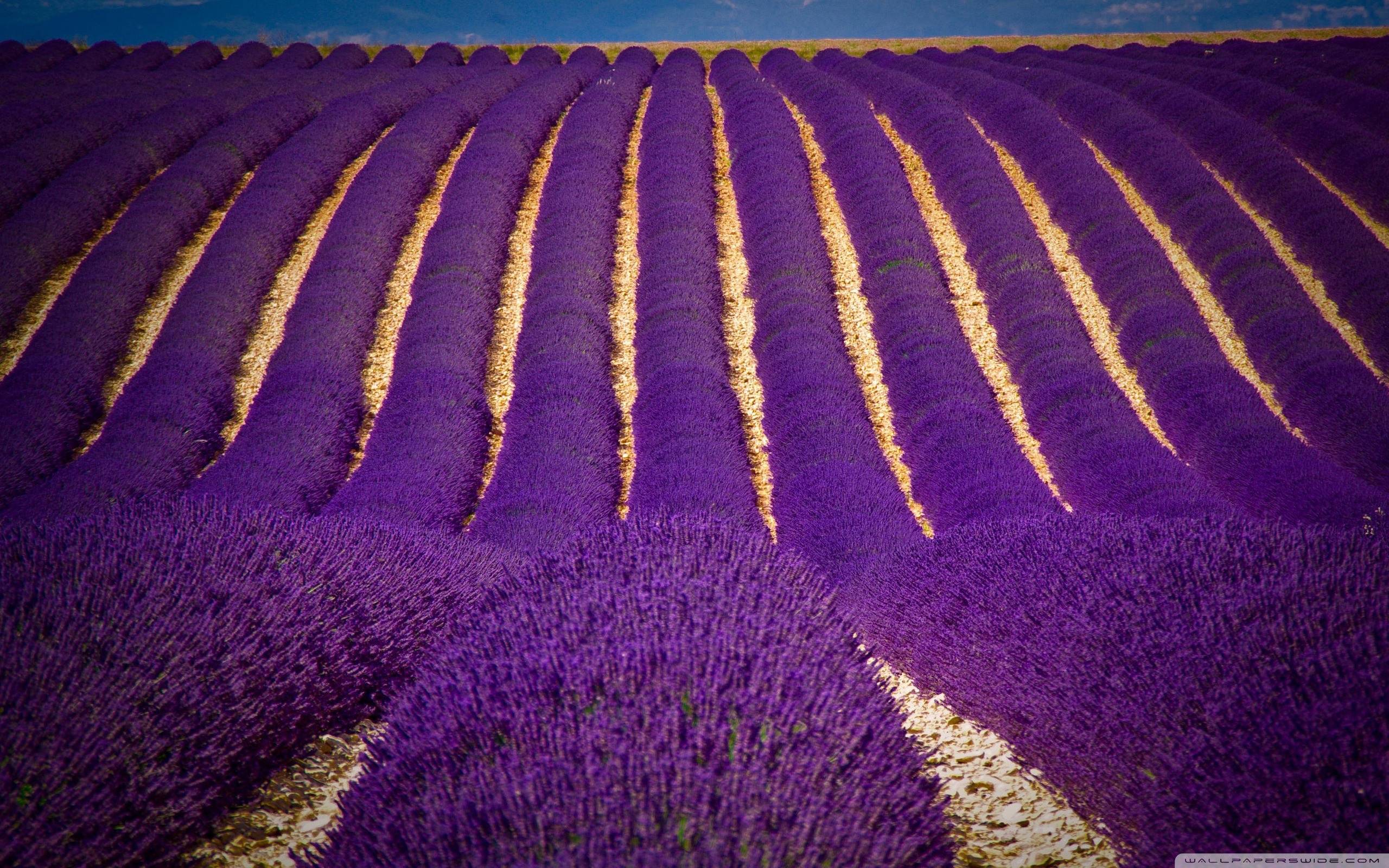 Lavender Fields Wallpapers - Top Free Lavender Fields Backgrounds ...