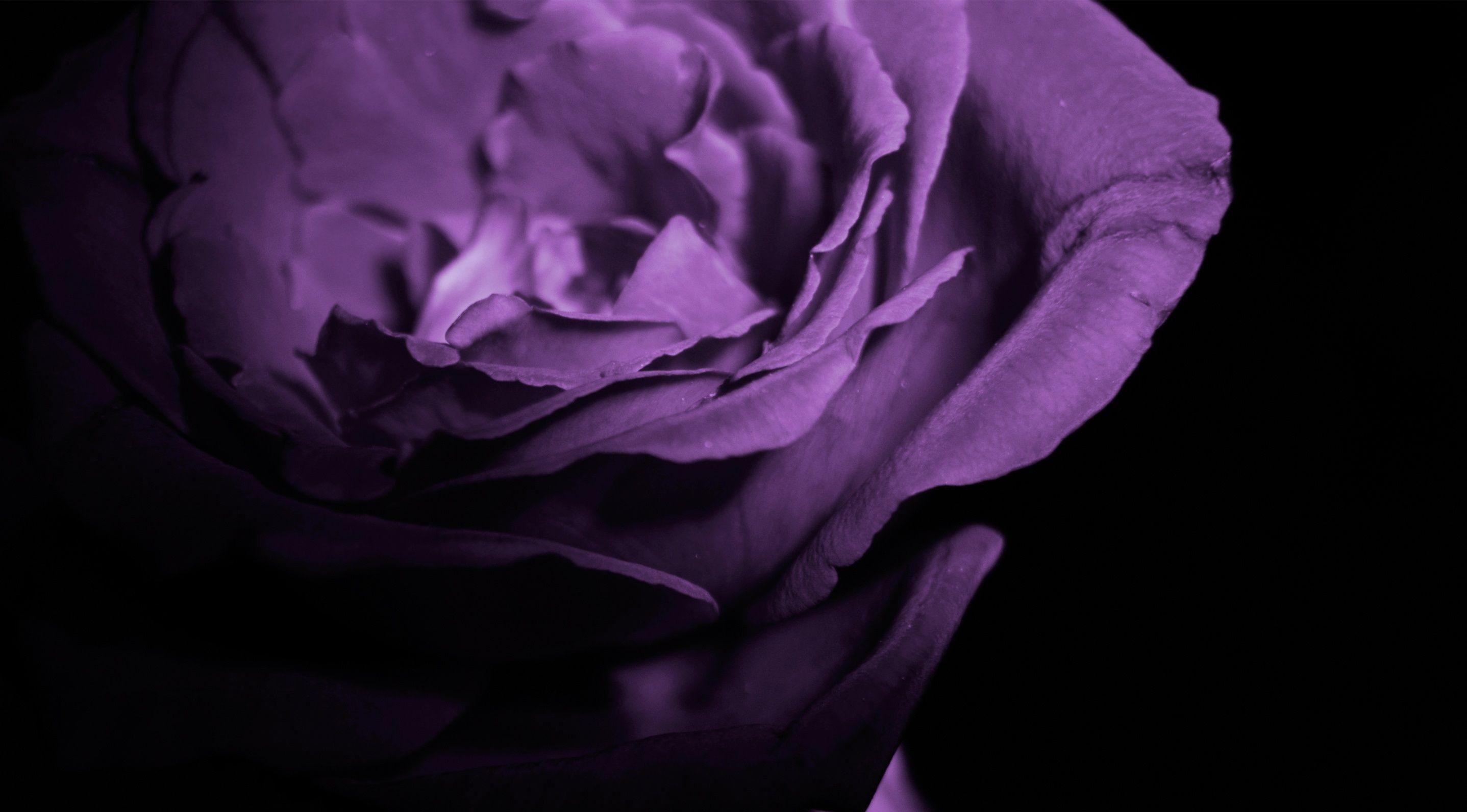Purple Rose Desktop Wallpapers - Top Free Purple Rose Desktop ...