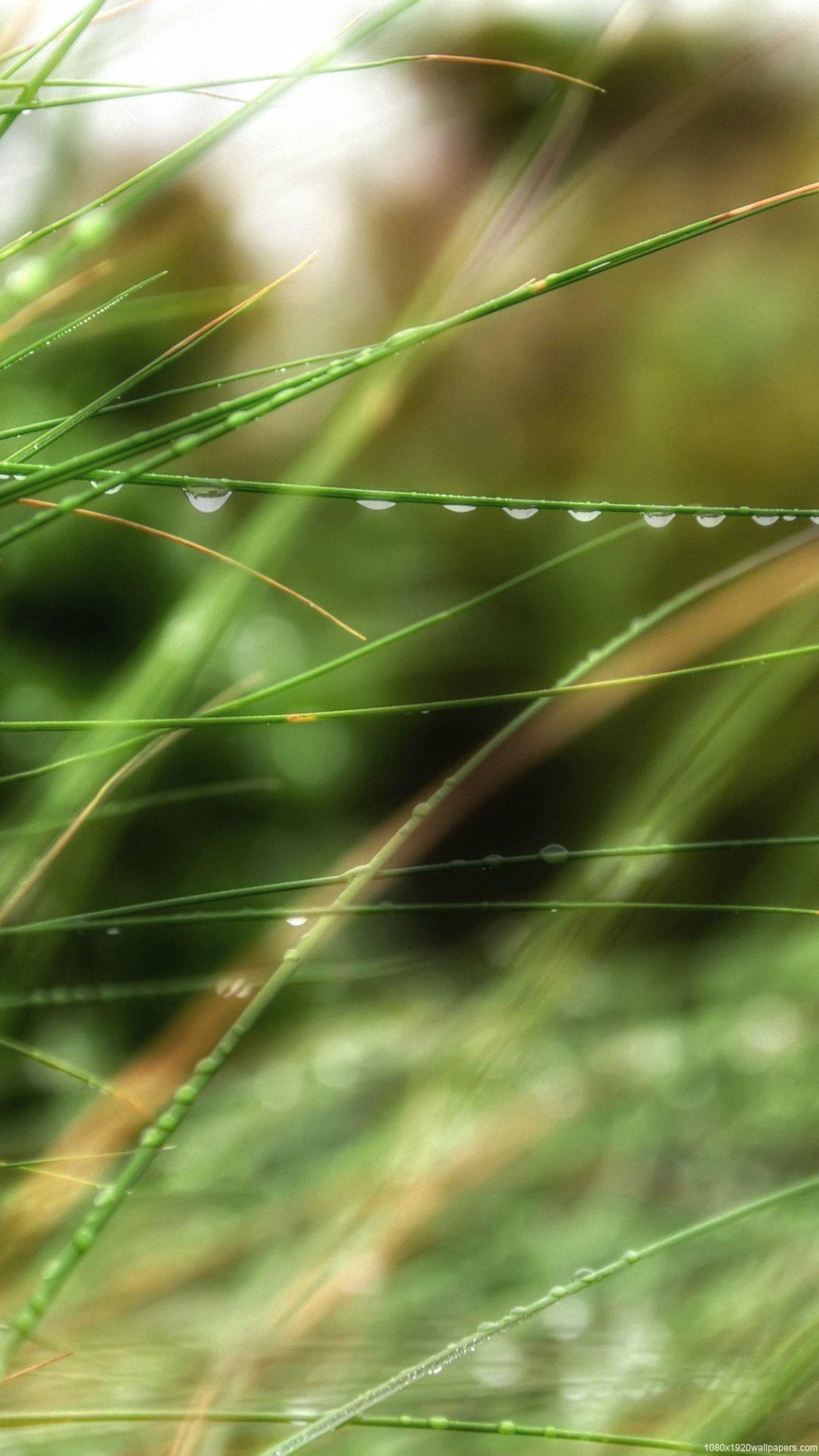 Summer Rain Wallpapers - Top Free Summer Rain Backgrounds - WallpaperAccess