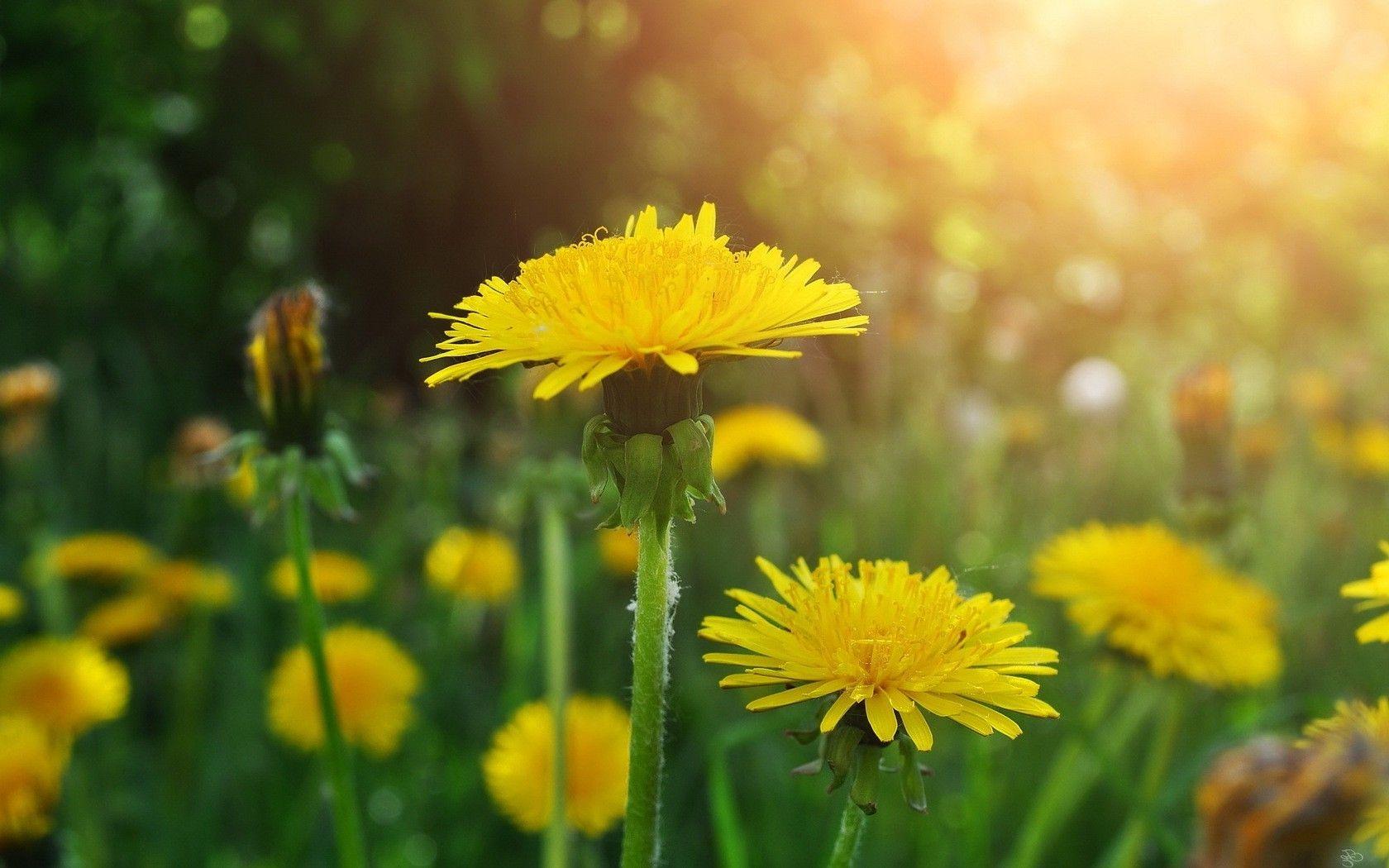 Dandelion HD Wallpapers - Top Free Dandelion HD Backgrounds ...