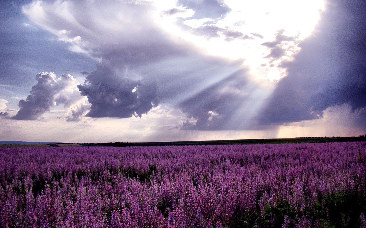 Lavender Fields Wallpapers - Top Free Lavender Fields Backgrounds ...