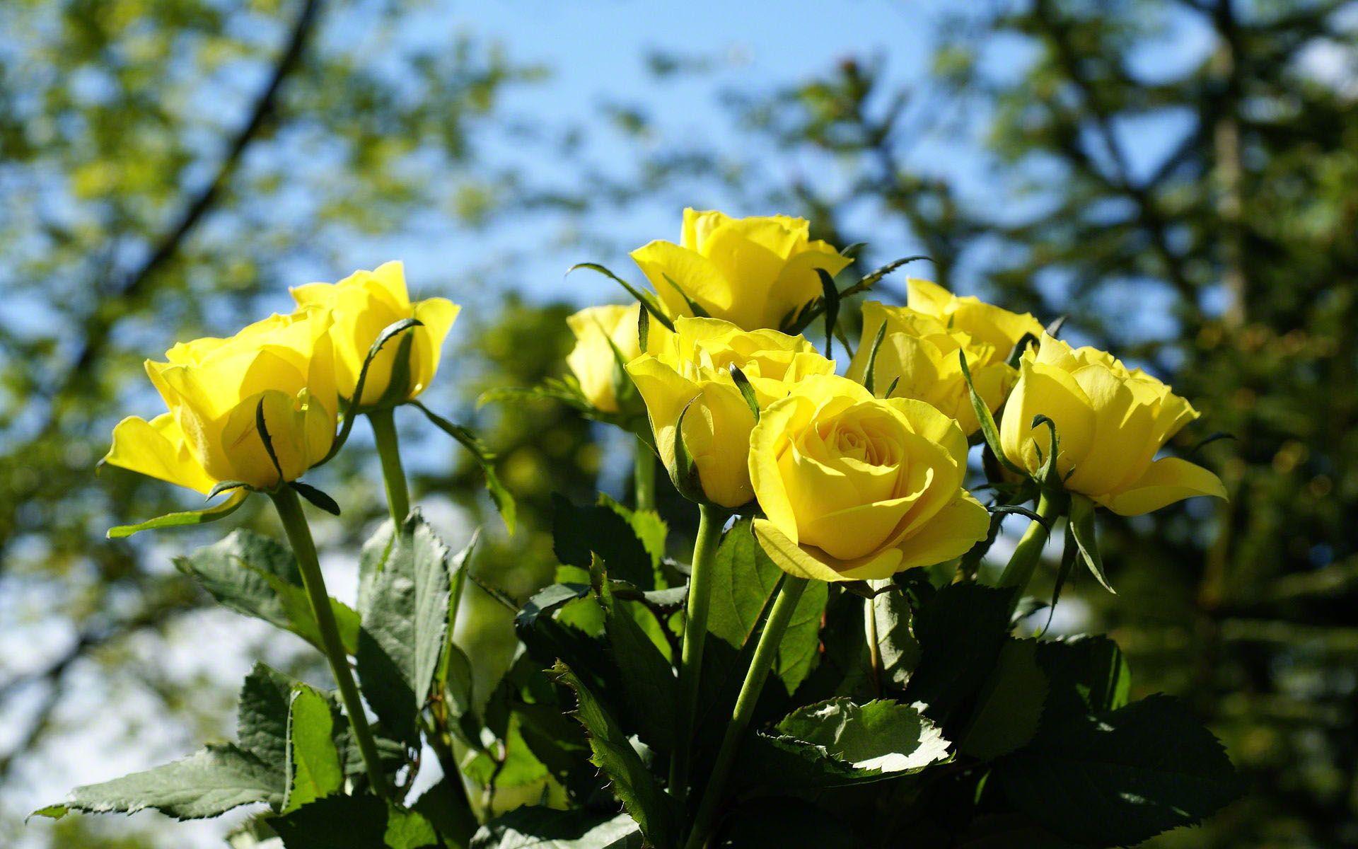Yellow Roses Wallpapers - Top Free Yellow Roses Backgrounds ...