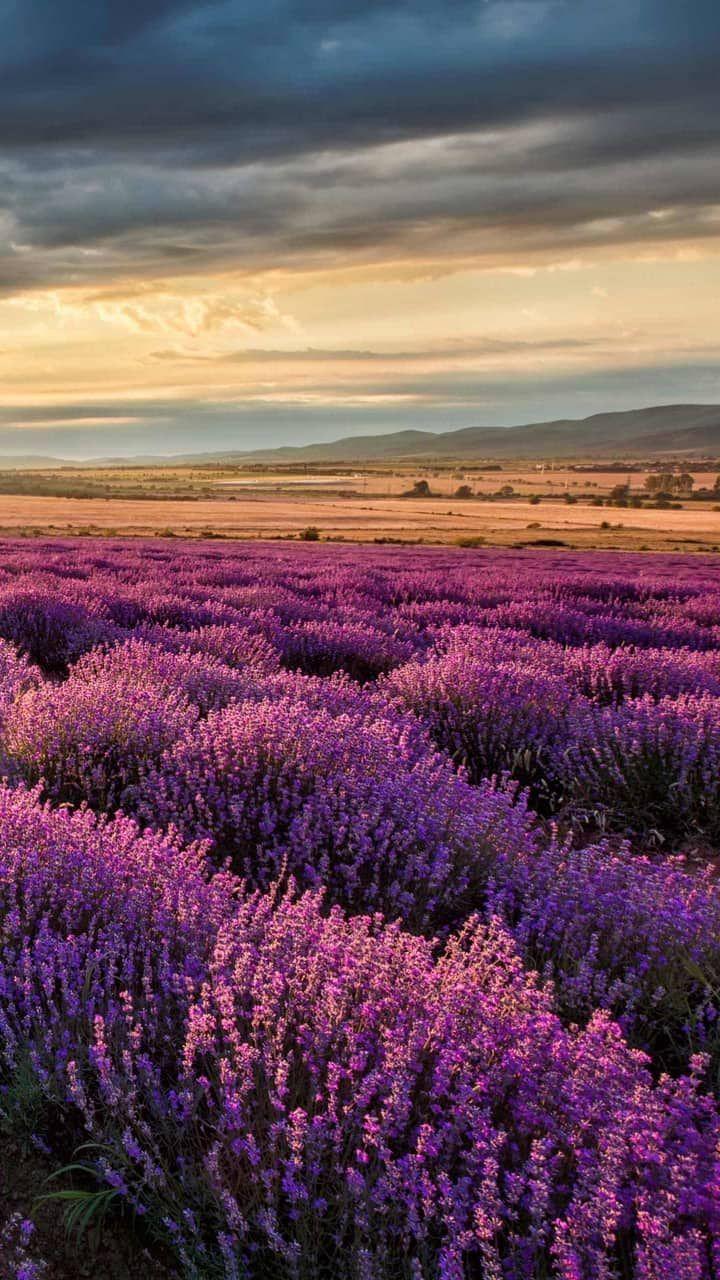 Lavender Fields Wallpapers - Top Free Lavender Fields Backgrounds ...