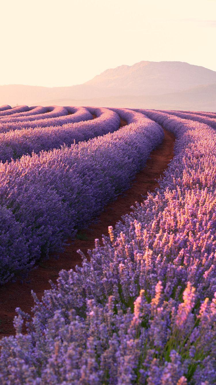 Lavender iPhone Wallpapers - Top Free Lavender iPhone Backgrounds ...