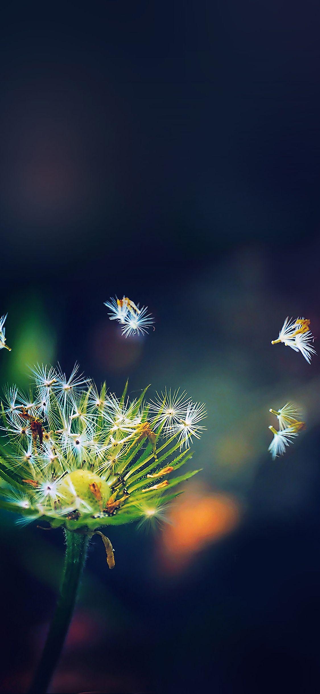 Dandelion iPhone Wallpapers - Top Free Dandelion iPhone Backgrounds ...