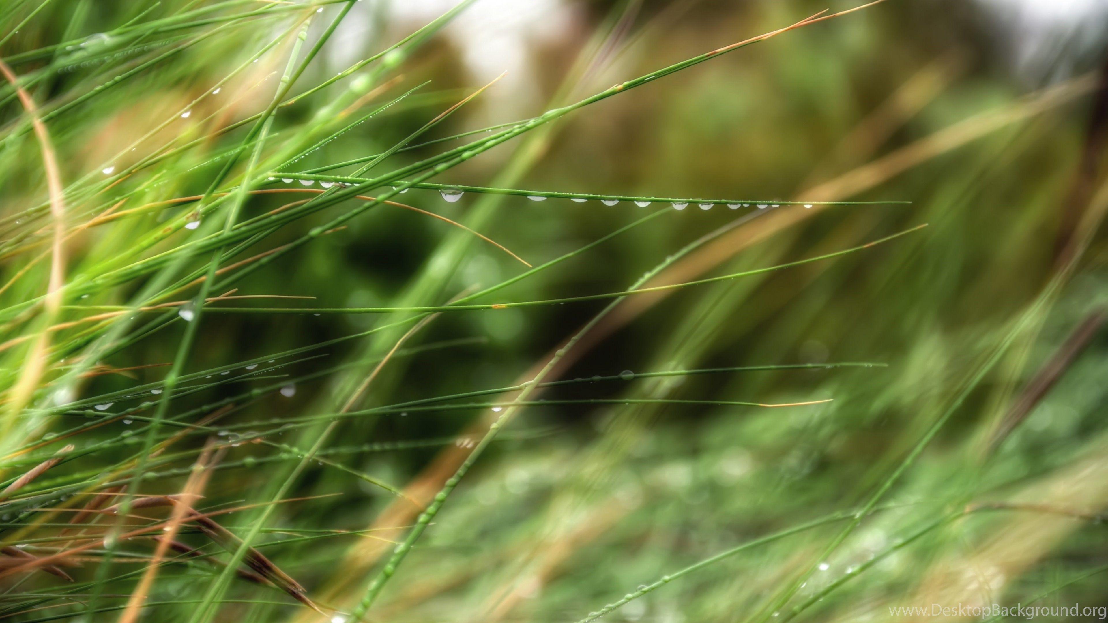 Summer Rain Wallpapers - Top Free Summer Rain Backgrounds - WallpaperAccess