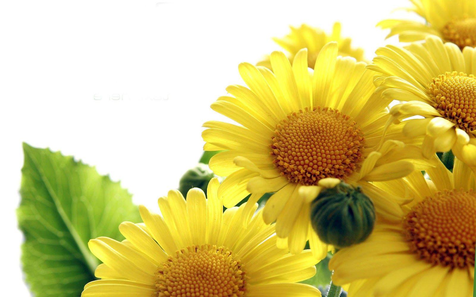 Cute Sunflower Wallpapers - Top Free Cute Sunflower Backgrounds ...