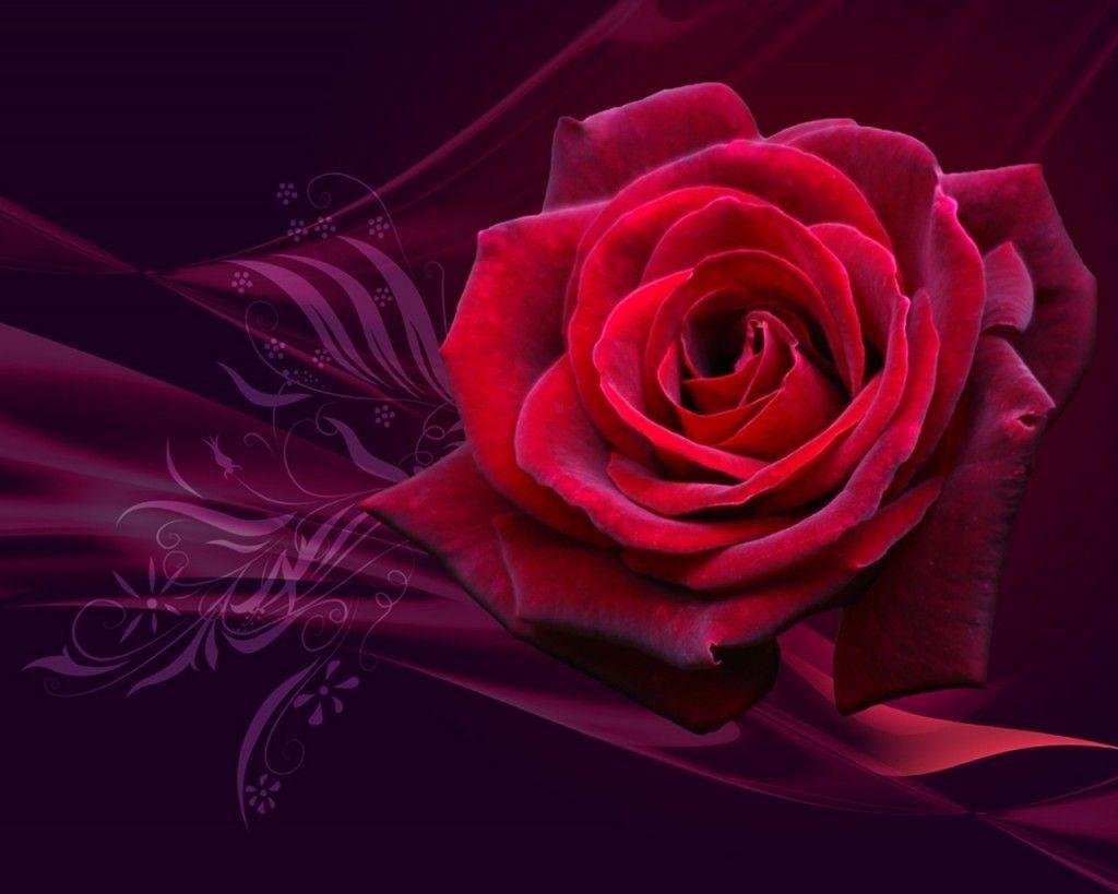 Red Roses HD Wallpapers - Top Free Red Roses HD Backgrounds ...