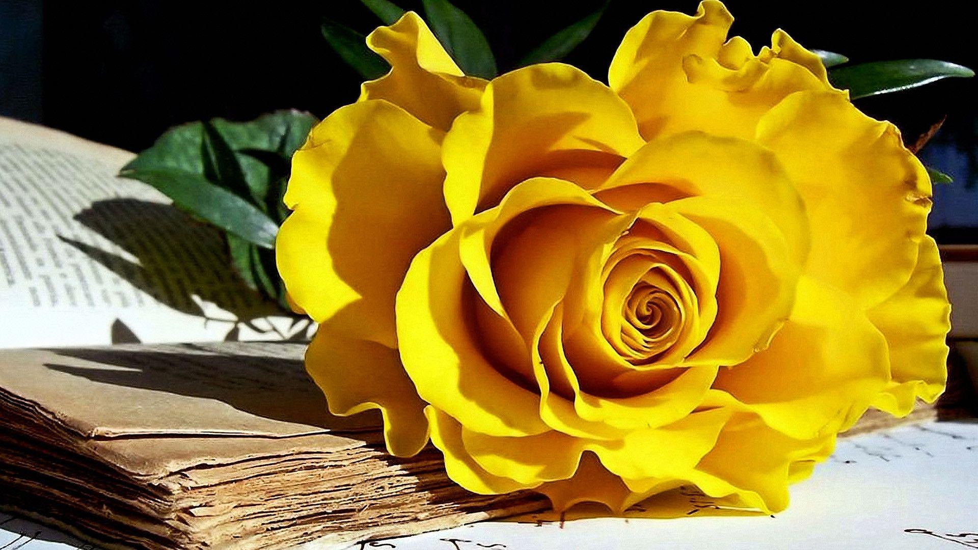 Yellow Roses Wallpapers - Top Free Yellow Roses Backgrounds ...