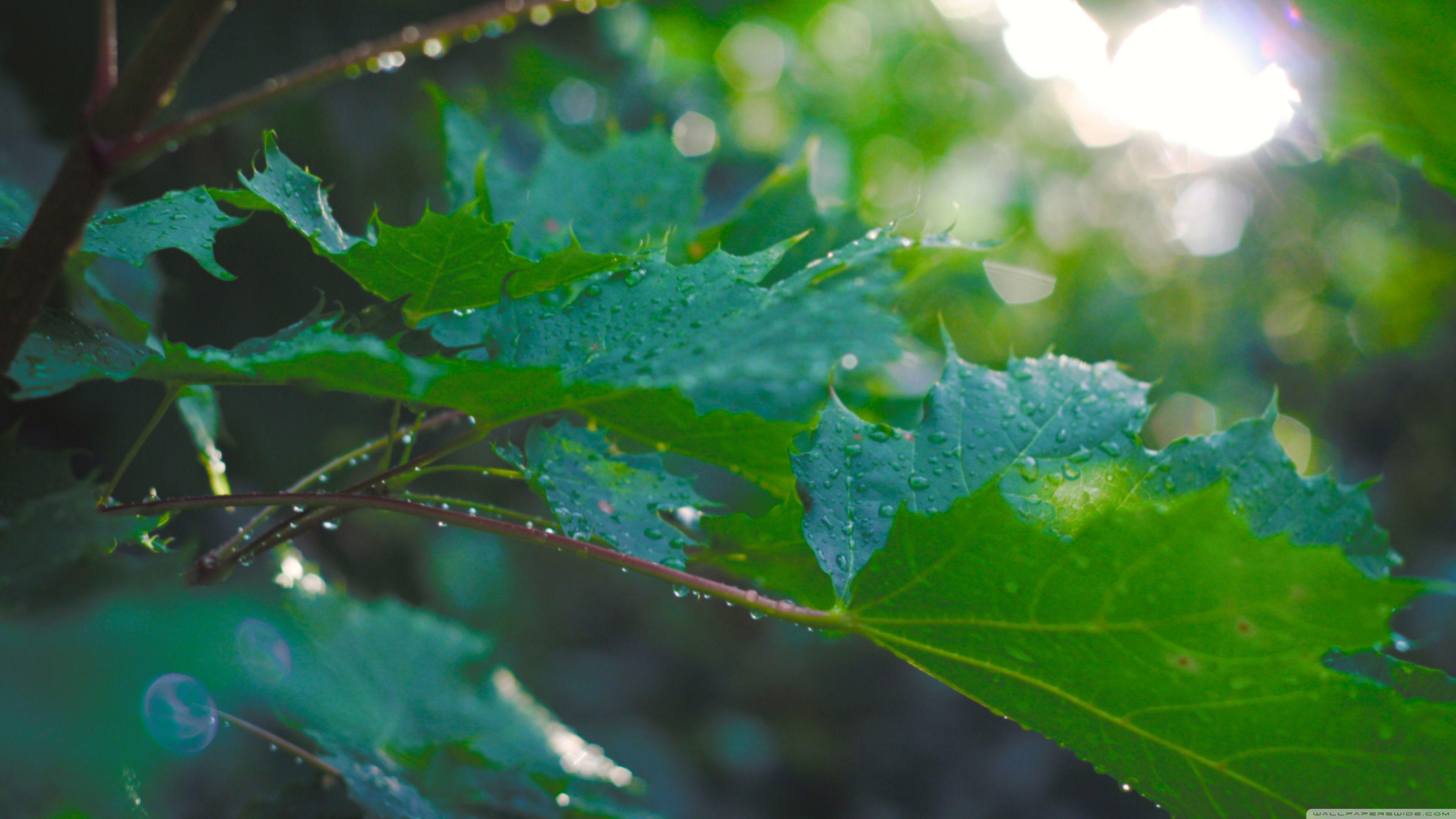 Summer Rain Wallpapers - Top Free Summer Rain Backgrounds - WallpaperAccess