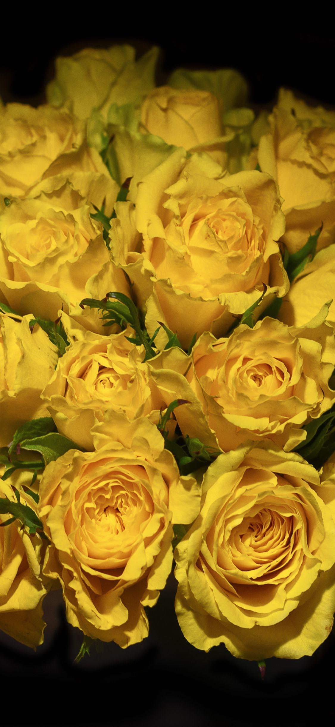 Yellow Roses Wallpapers - Top Free Yellow Roses Backgrounds ...