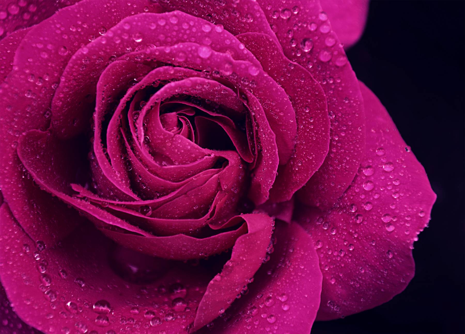 Purple Roses Wallpapers - Top Free Purple Roses Backgrounds ...