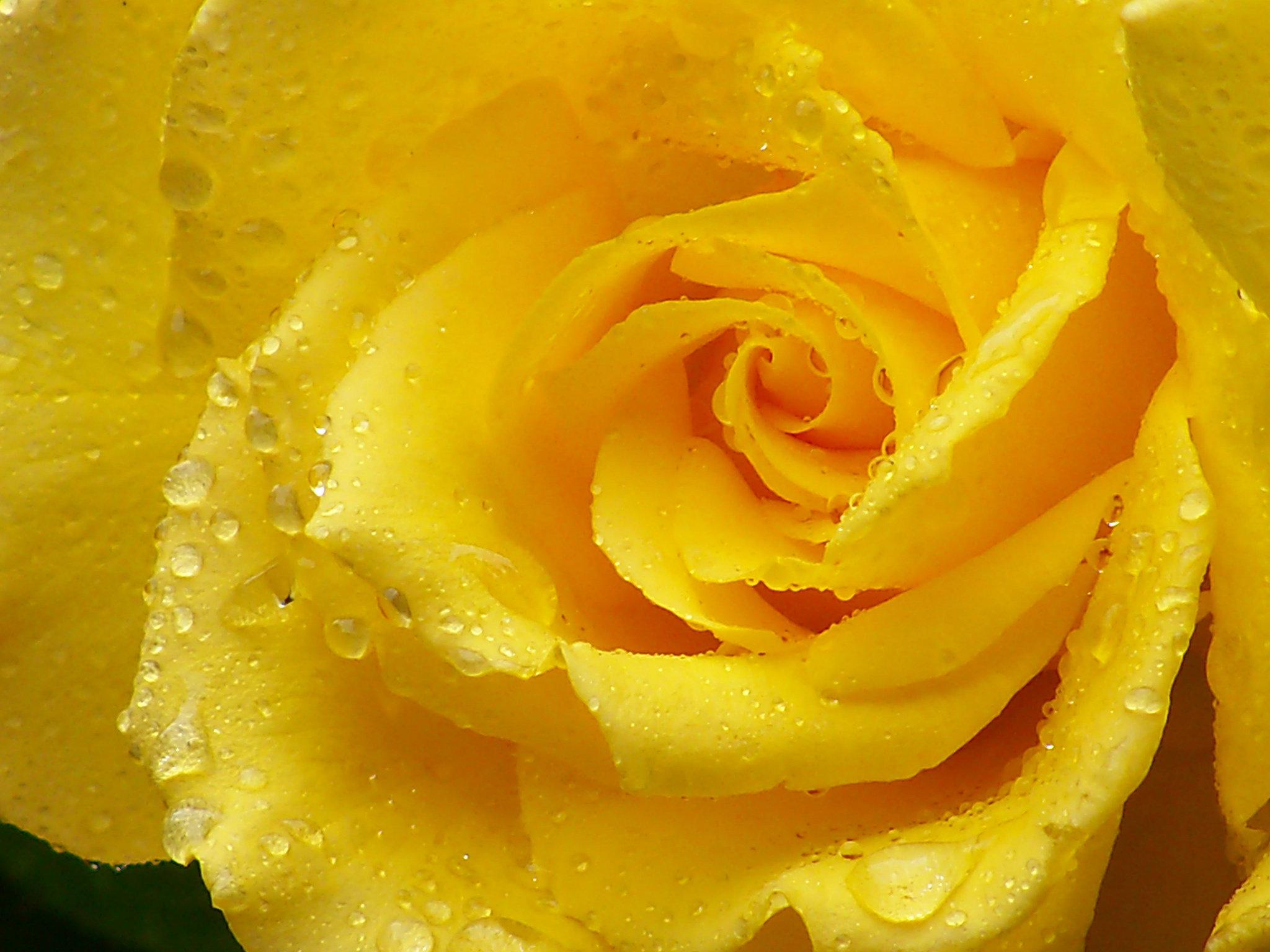 Yellow Roses Wallpapers - Top Free Yellow Roses Backgrounds ...