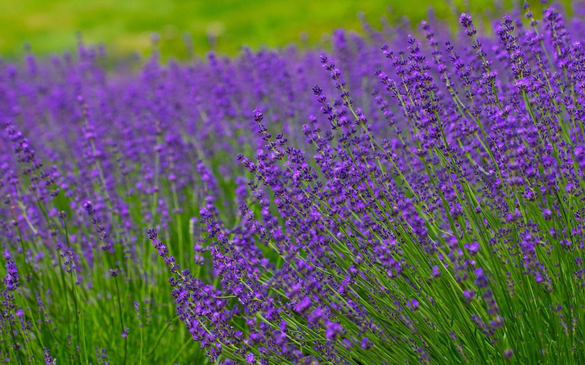 Lavender HD Wallpapers - Top Free Lavender HD Backgrounds - WallpaperAccess