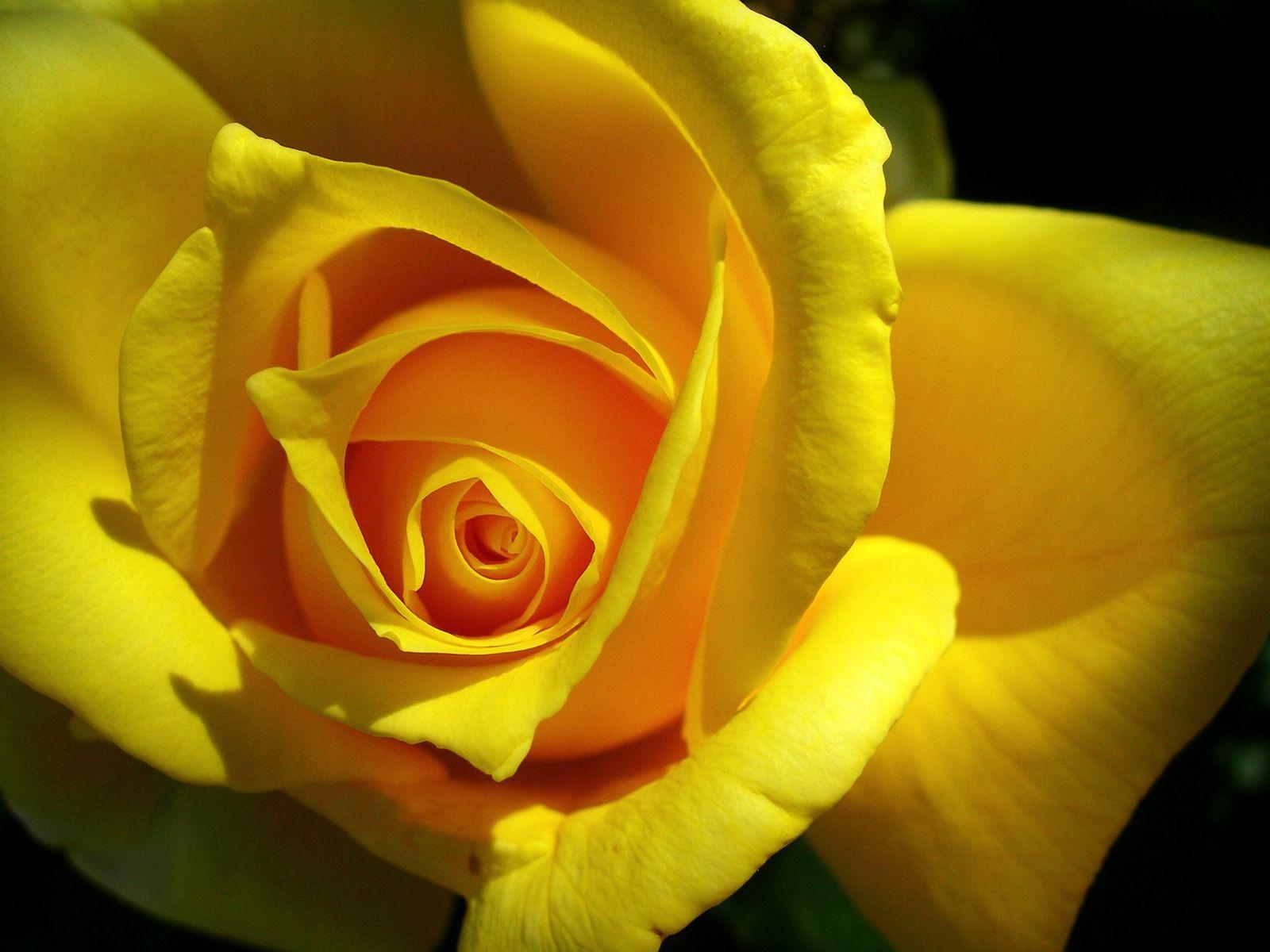 Yellow Roses Wallpapers - Top Free Yellow Roses Backgrounds ...