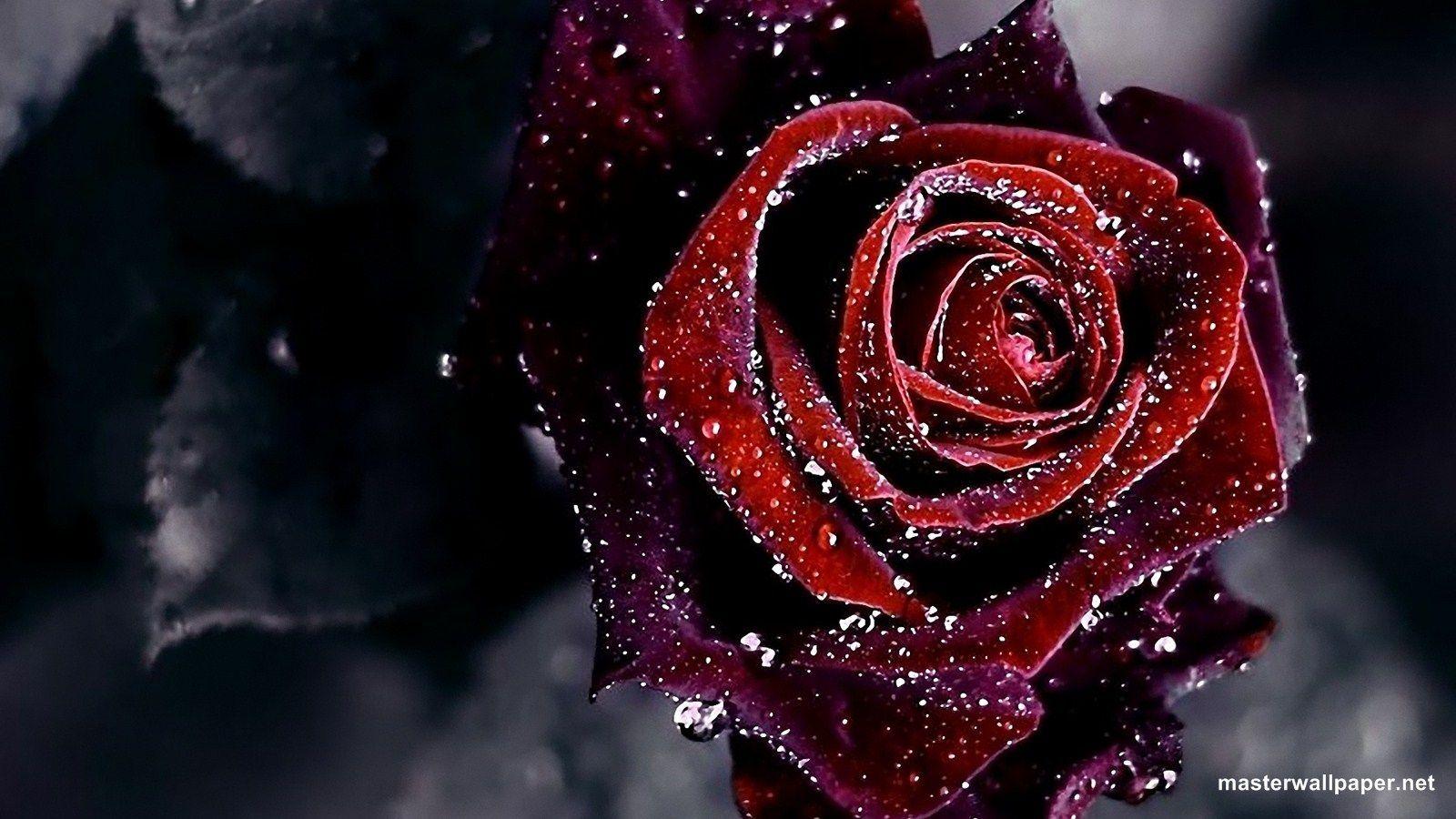 Dark Red Roses Wallpapers - Top Free Dark Red Roses Backgrounds ...