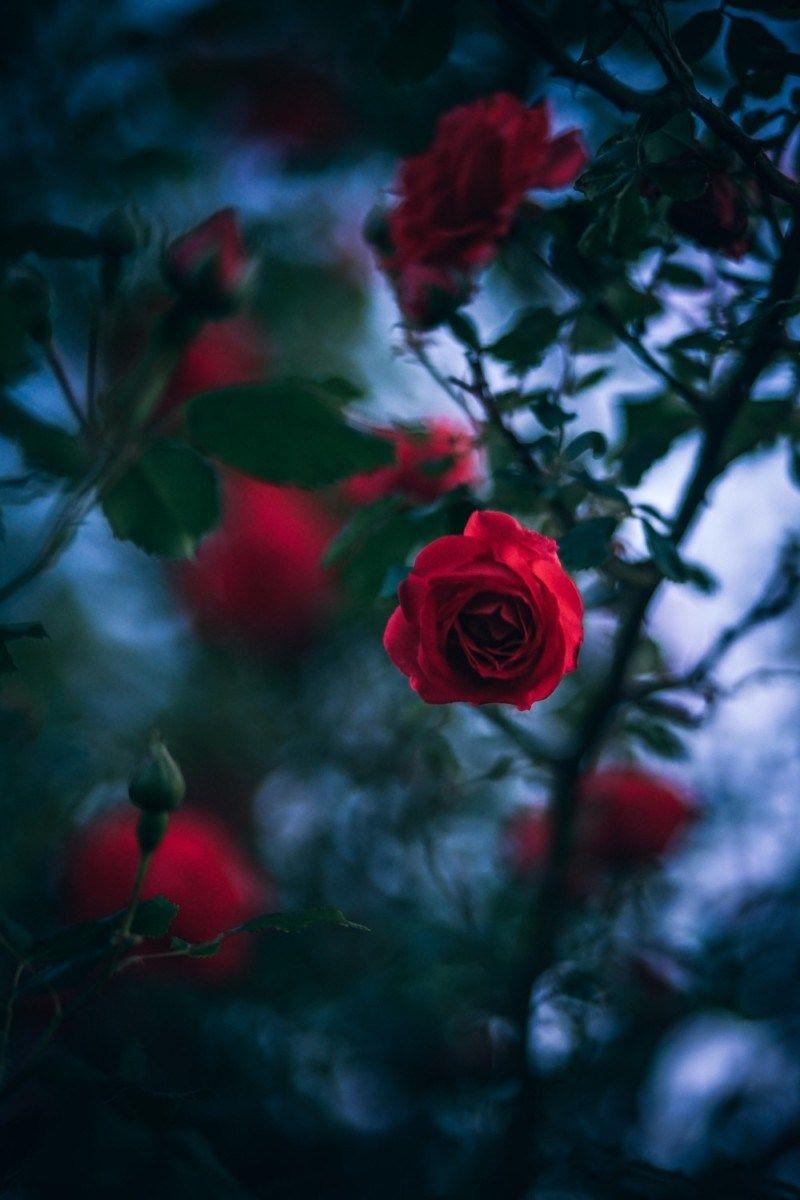 Dark Red Roses Wallpapers - Top Free Dark Red Roses Backgrounds ...