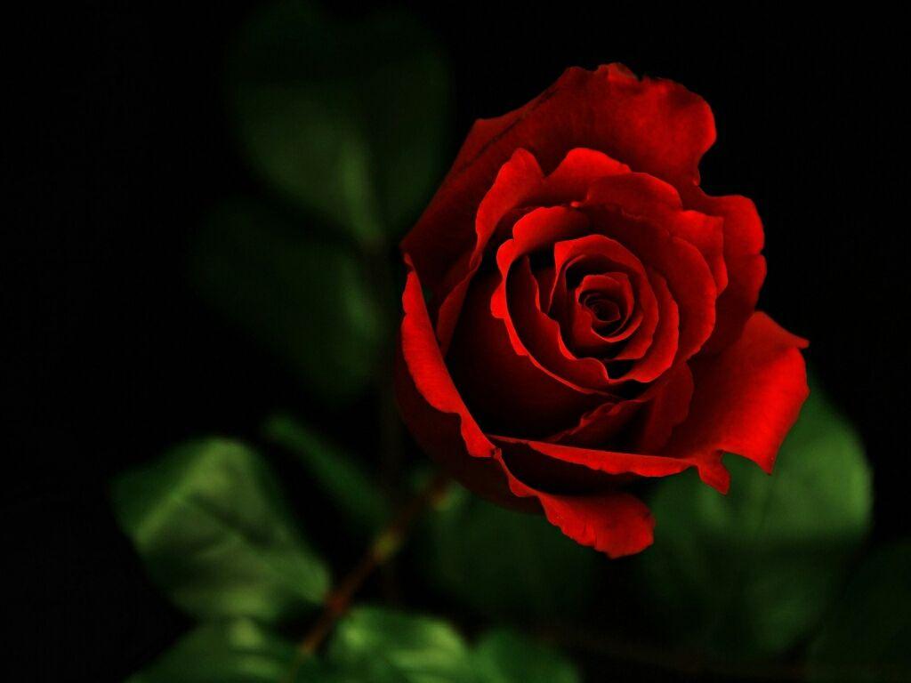 Dark Red Roses Wallpapers - Top Free Dark Red Roses Backgrounds ...