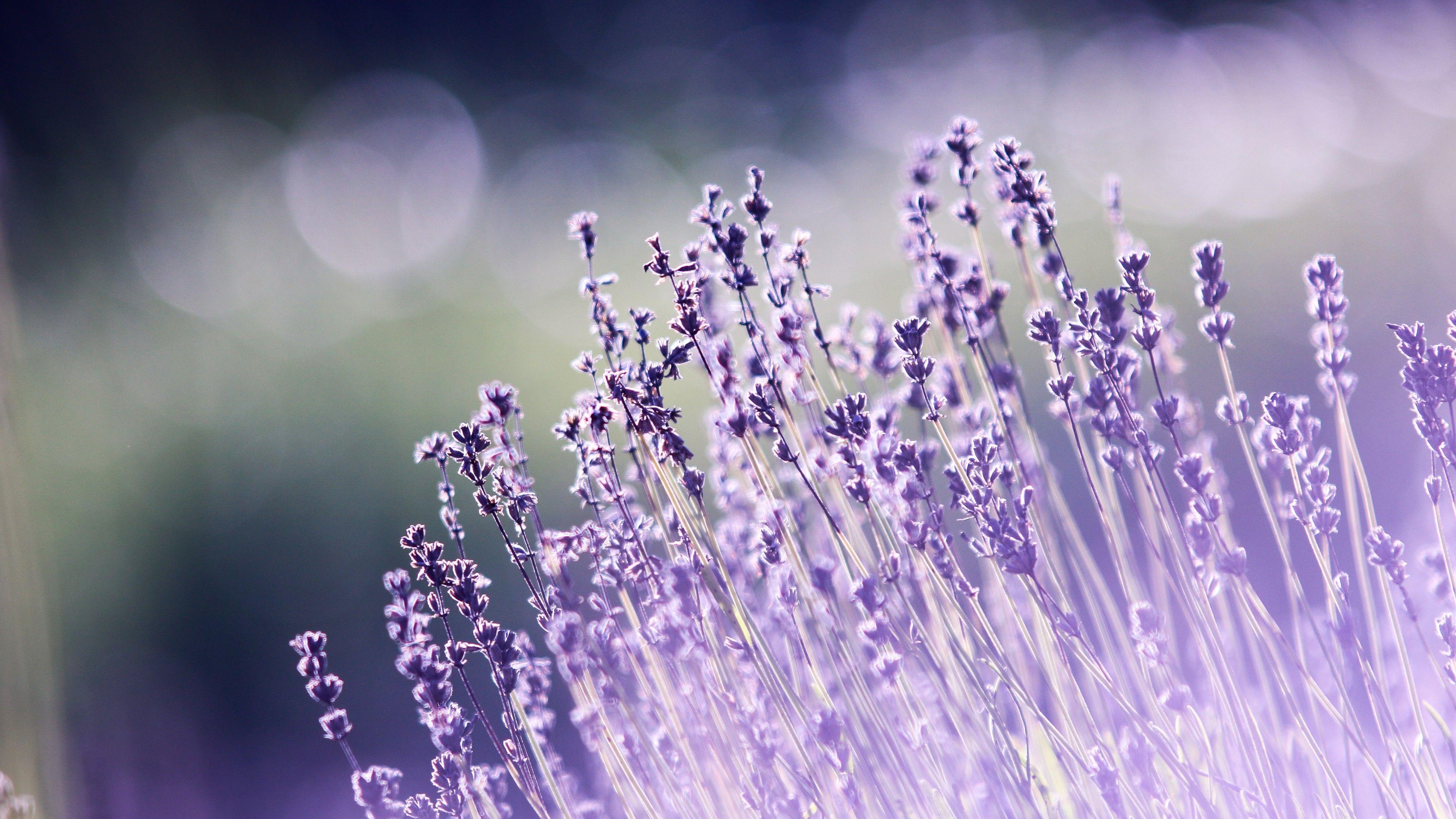 Lavender Flower Wallpapers - Top Free Lavender Flower Backgrounds ...