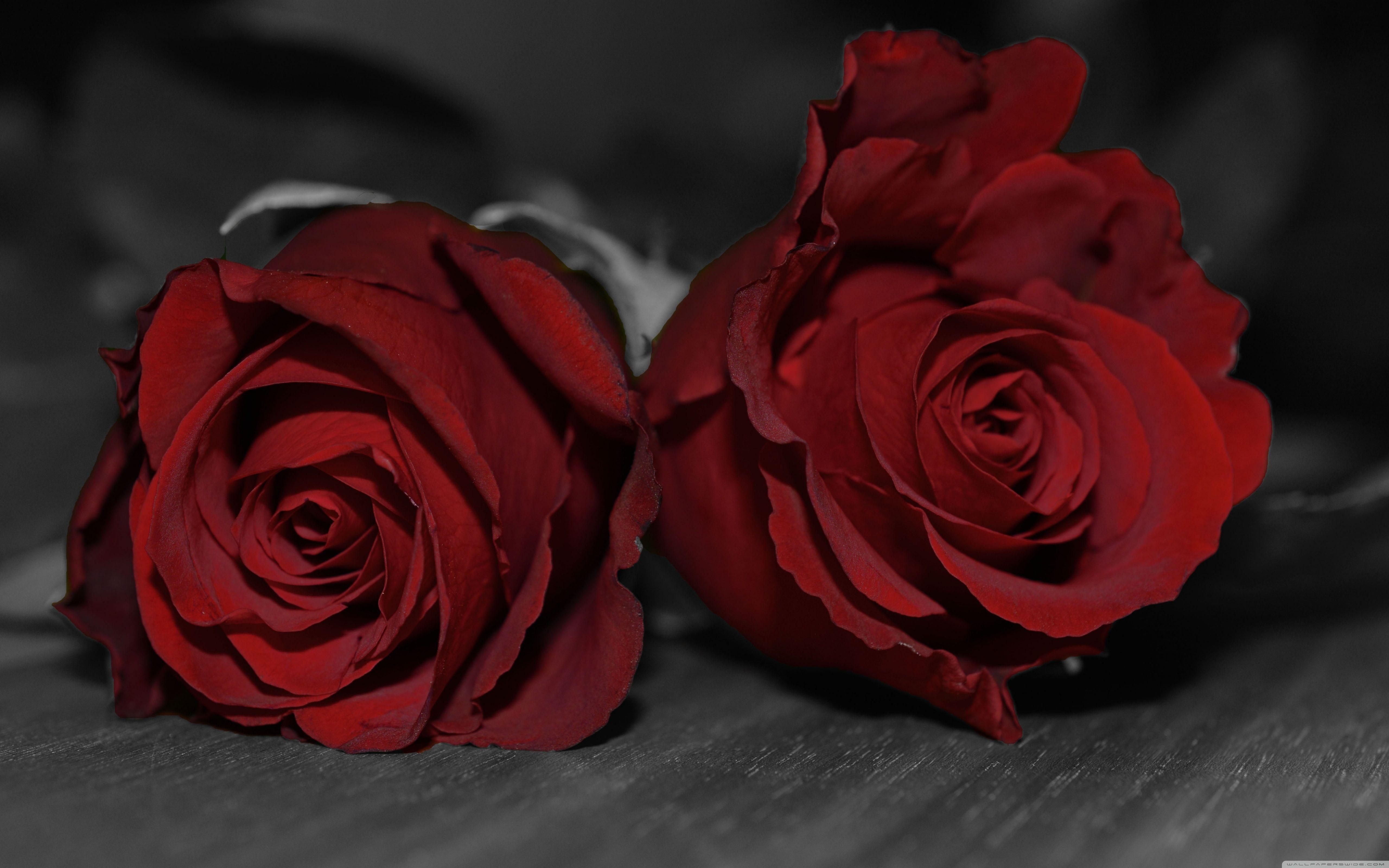 Dark Red Roses Wallpapers - Top Free Dark Red Roses Backgrounds ...