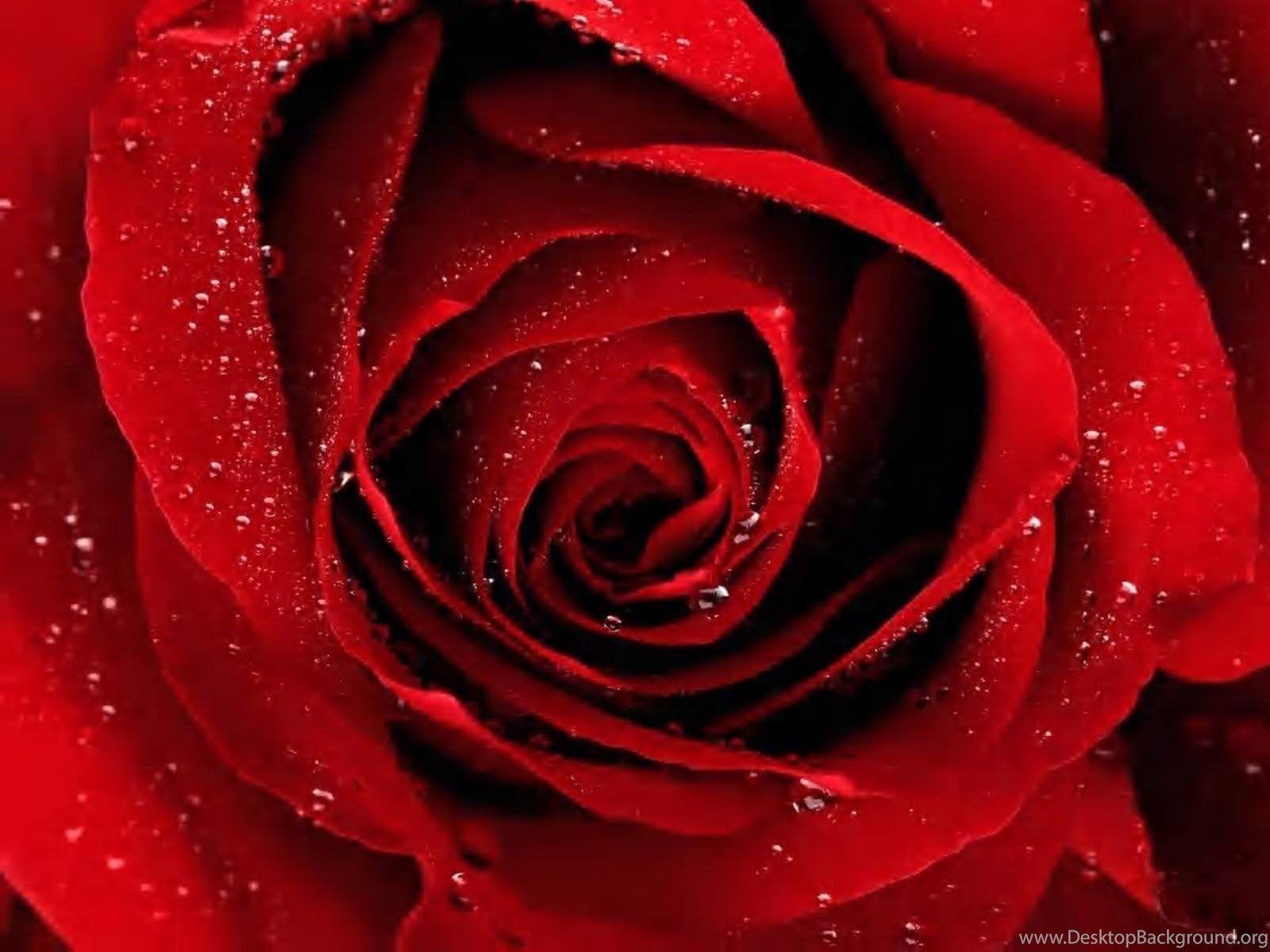 Dark Red Roses Wallpapers - Top Free Dark Red Roses Backgrounds ...