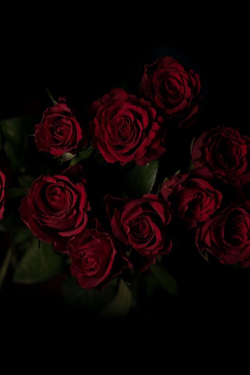 Dark Red Roses Wallpapers - Top Free Dark Red Roses Backgrounds ...