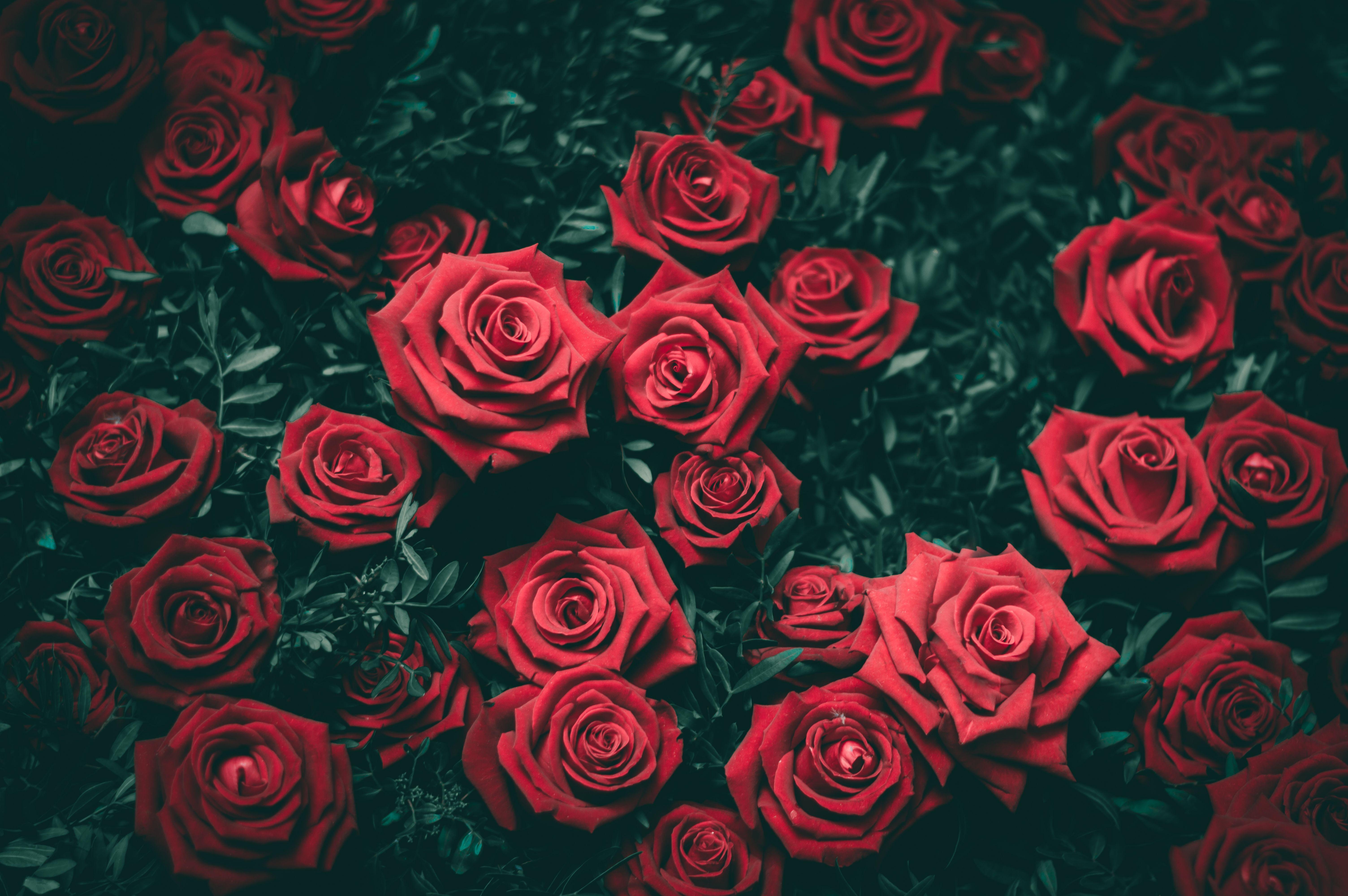 Dark Red Roses Wallpapers - Top Free Dark Red Roses Backgrounds ...