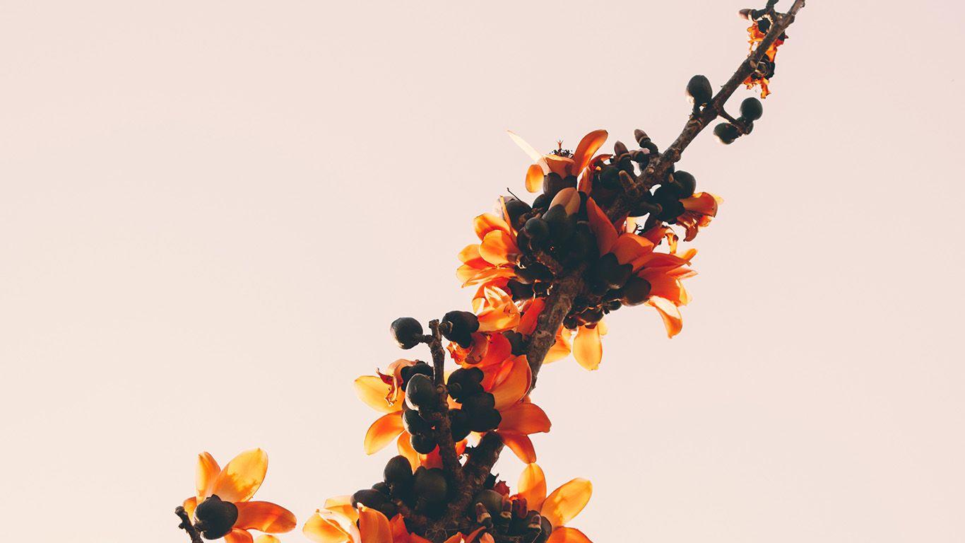 Simple Floral Desktop Wallpapers - Top Free Simple Floral Desktop ...