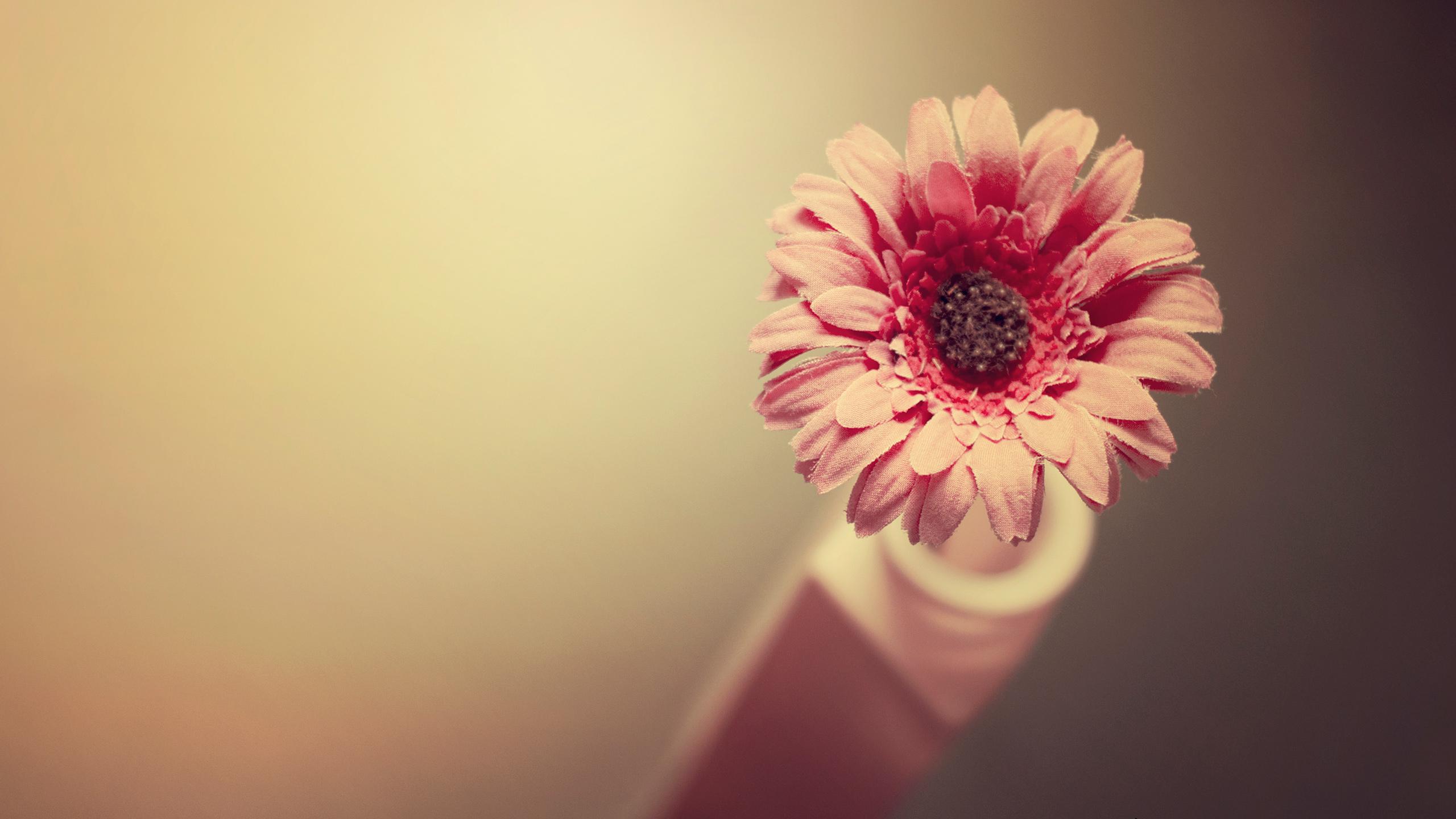 Simple Floral Desktop Wallpapers - Top Free Simple Floral Desktop ...