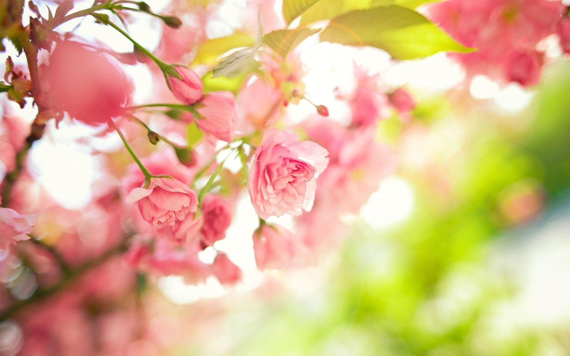Spring Floral Desktop Wallpapers - Top Free Spring Floral Desktop ...