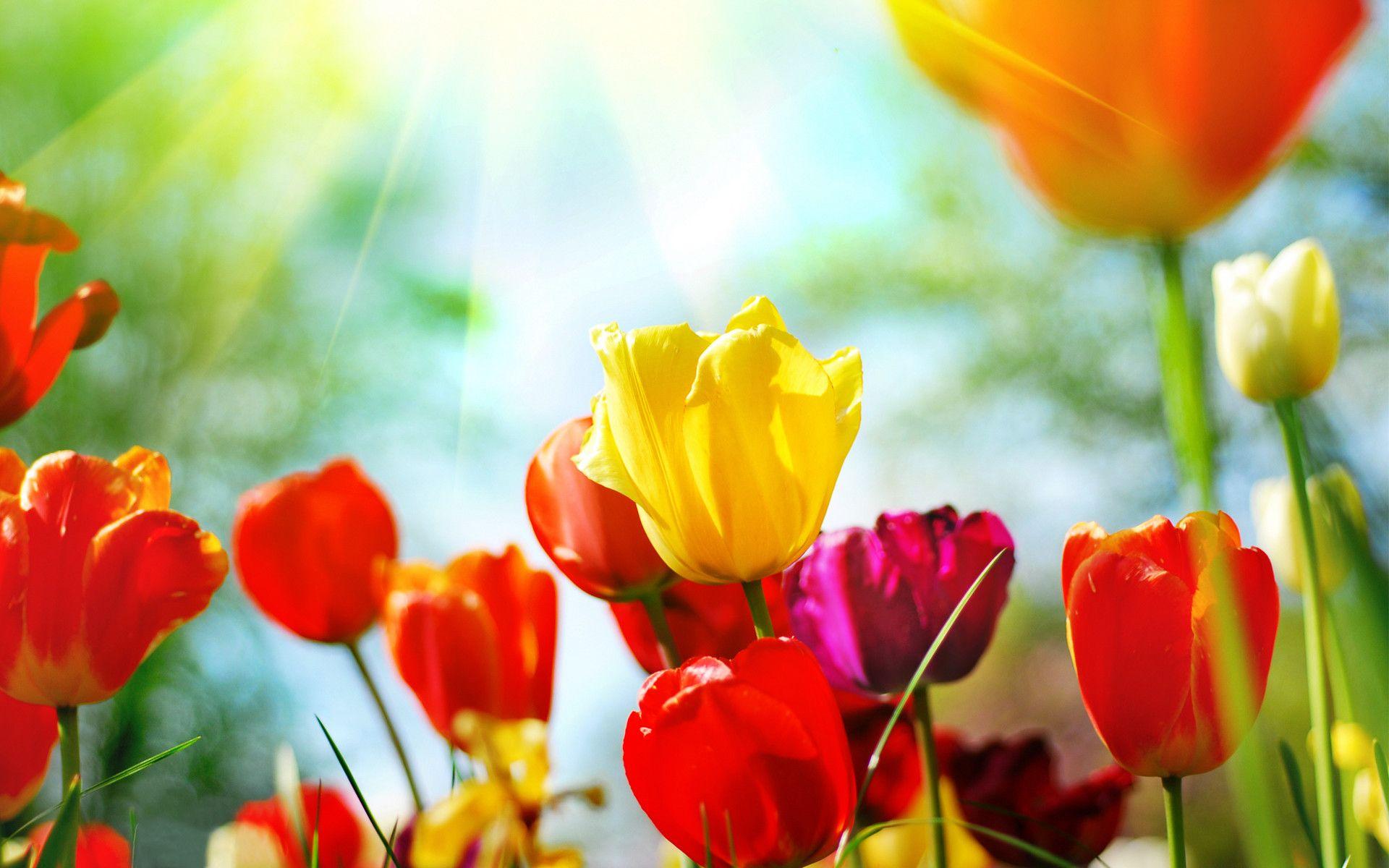 Spring Floral Desktop Wallpapers - Top Free Spring Floral Desktop ...