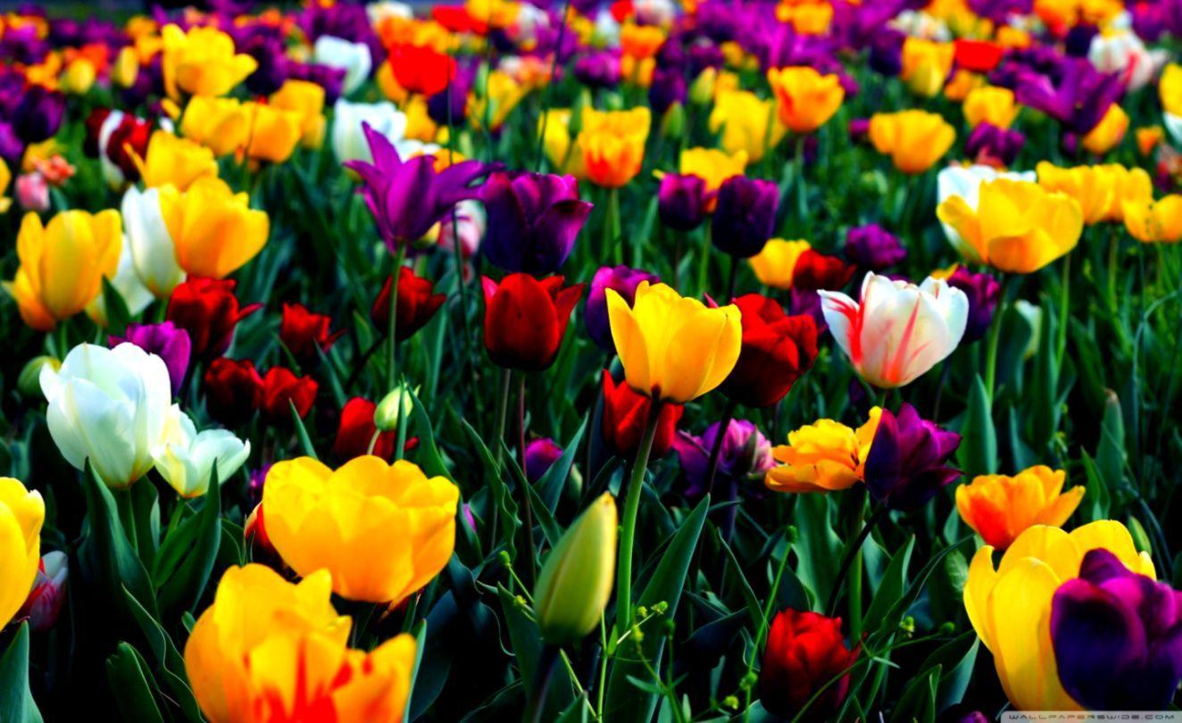 Spring Floral Desktop Wallpapers - Top Free Spring Floral Desktop ...