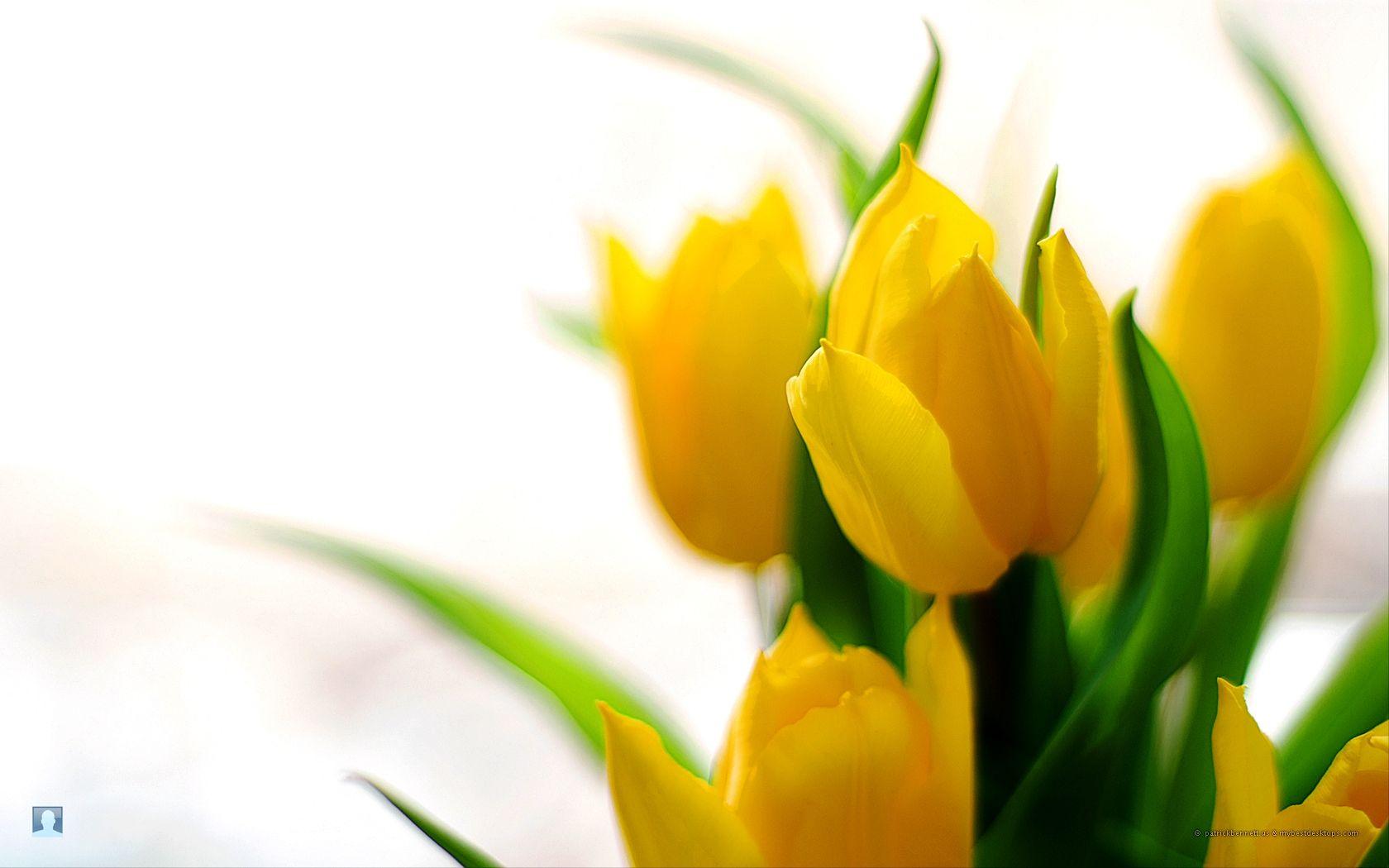 Spring Floral Desktop Wallpapers - Top Free Spring Floral Desktop ...