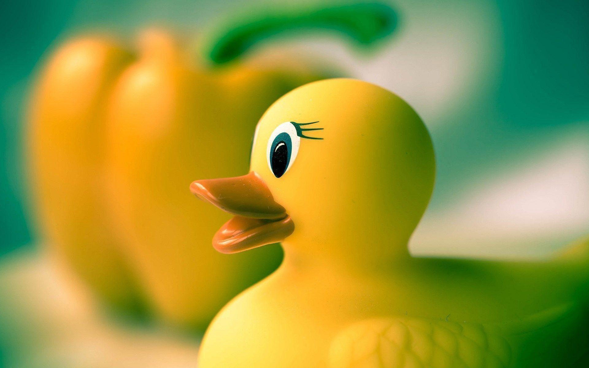 Cool Duck Wallpapers - Top Free Cool Duck Backgrounds - WallpaperAccess