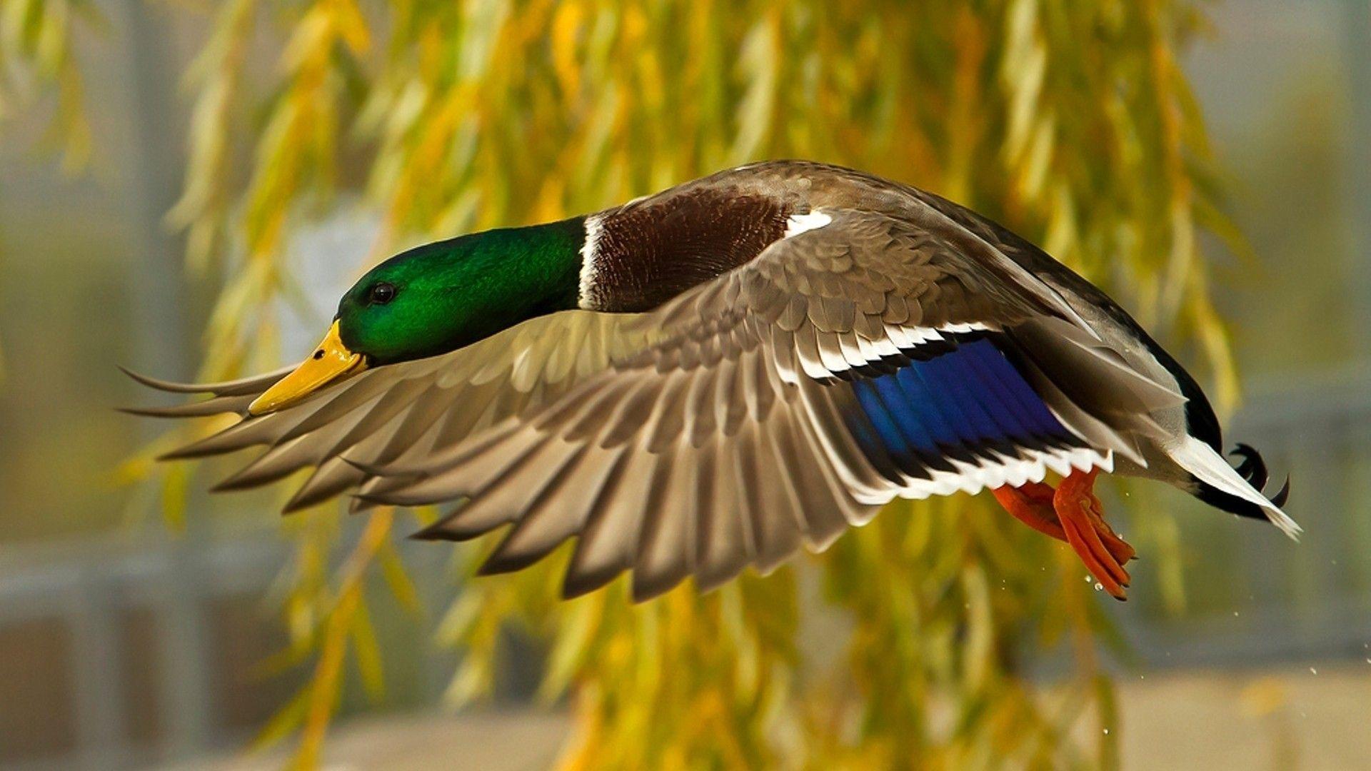 Cool Duck Wallpapers Top Free Cool Duck Backgrounds Wallpaperaccess
