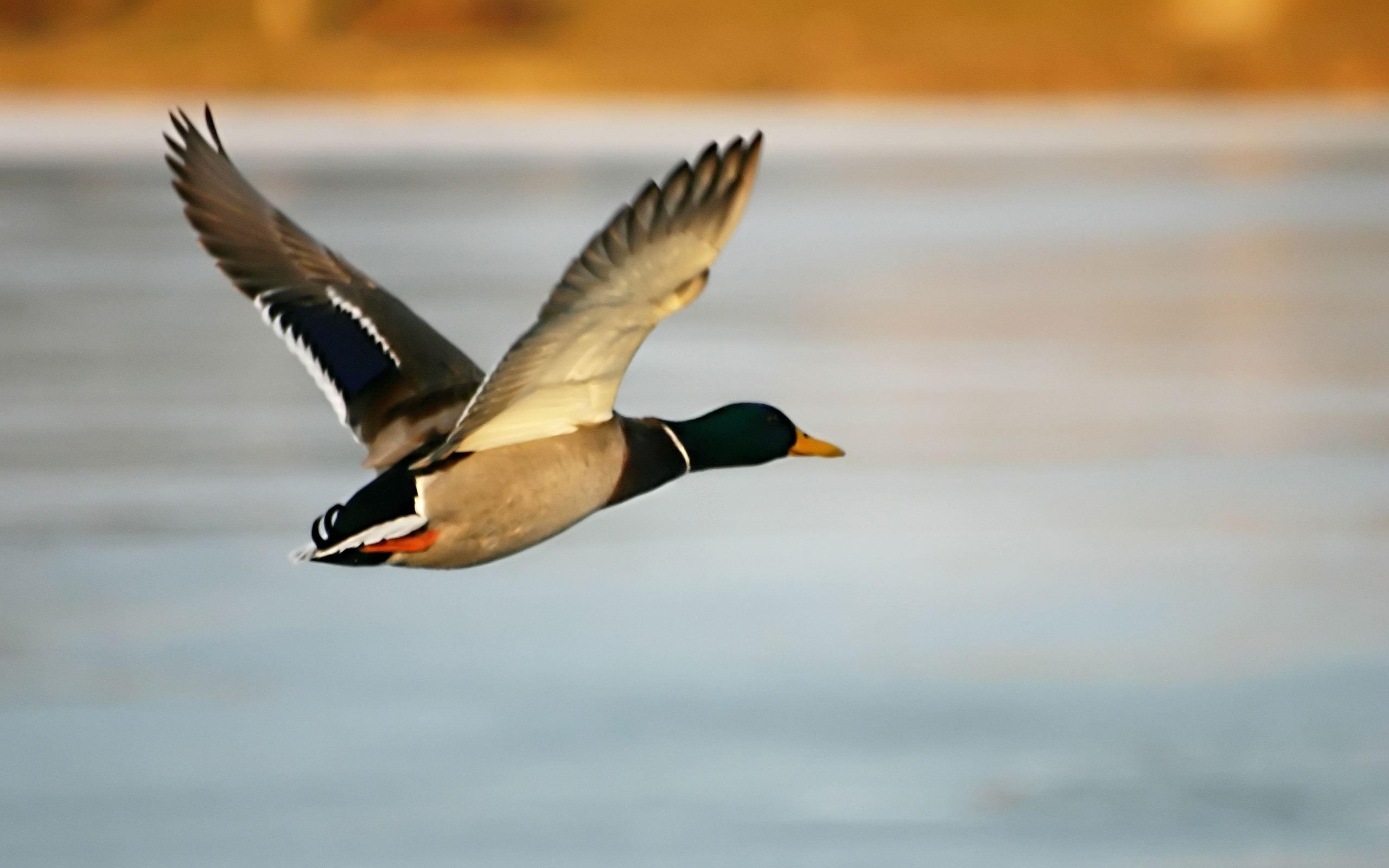 Cool Duck Wallpapers - Top Free Cool Duck Backgrounds - WallpaperAccess