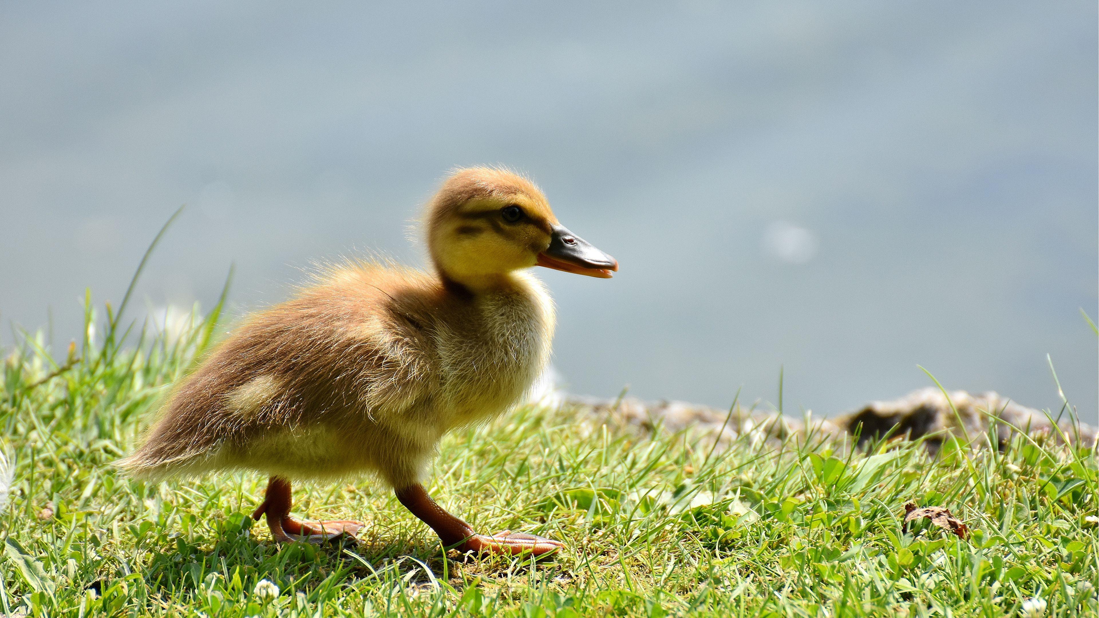 Cool Duck Wallpapers - Top Free Cool Duck Backgrounds - WallpaperAccess