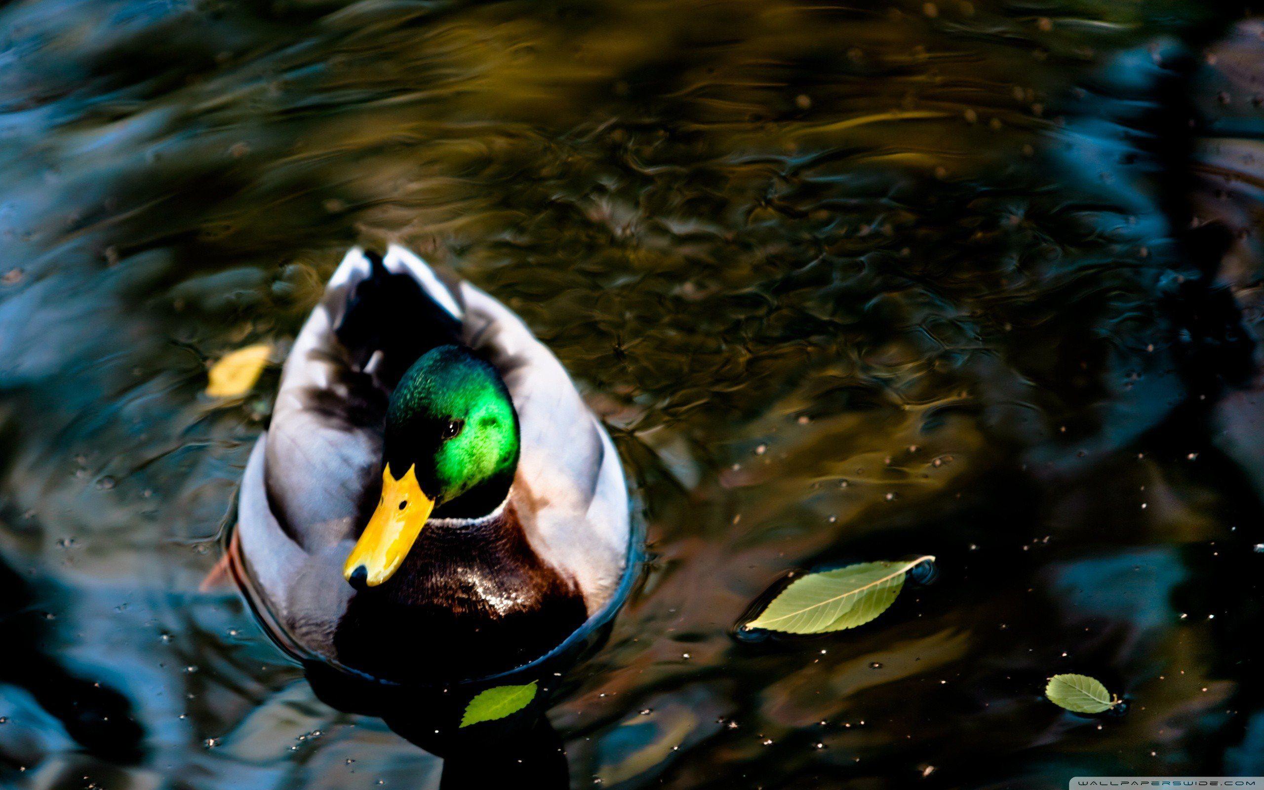 Cool Duck Wallpapers - Top Free Cool Duck Backgrounds - WallpaperAccess