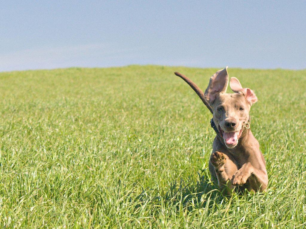 Happy Dog Wallpapers - Top Free Happy Dog Backgrounds - WallpaperAccess