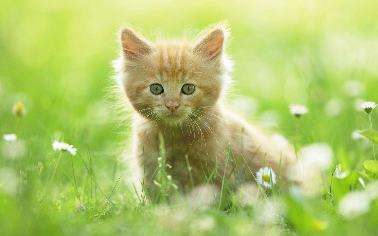 Beautiful Animal Wallpapers - Top Free Beautiful Animal Backgrounds ...