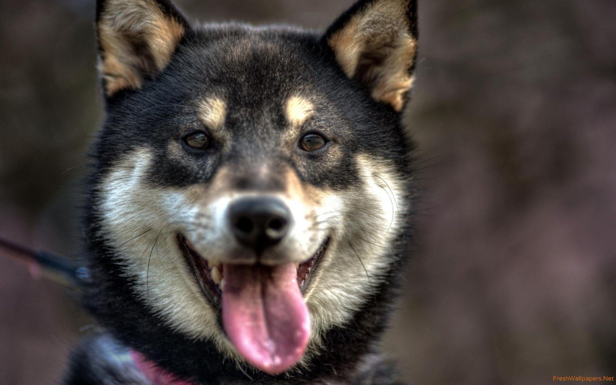 Happy Dog Wallpapers - Top Free Happy Dog Backgrounds - WallpaperAccess