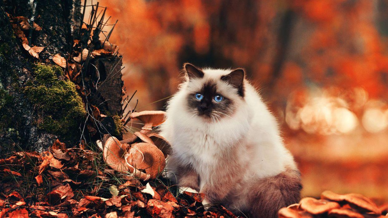 Cute Animal Fall Wallpapers - Top Free Cute Animal Fall Backgrounds ...