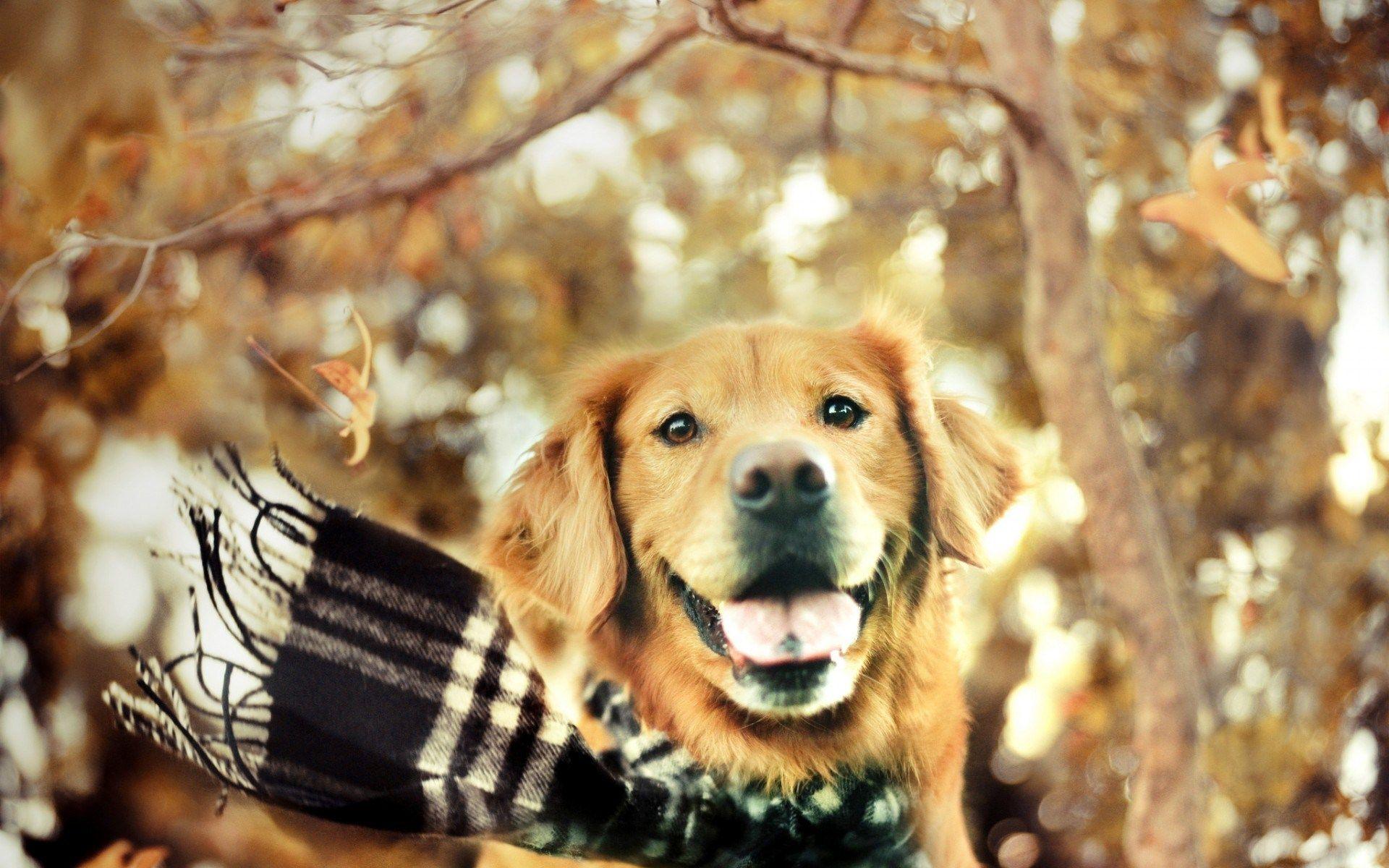 Cute Animal Fall Wallpapers - Top Free Cute Animal Fall Backgrounds ...