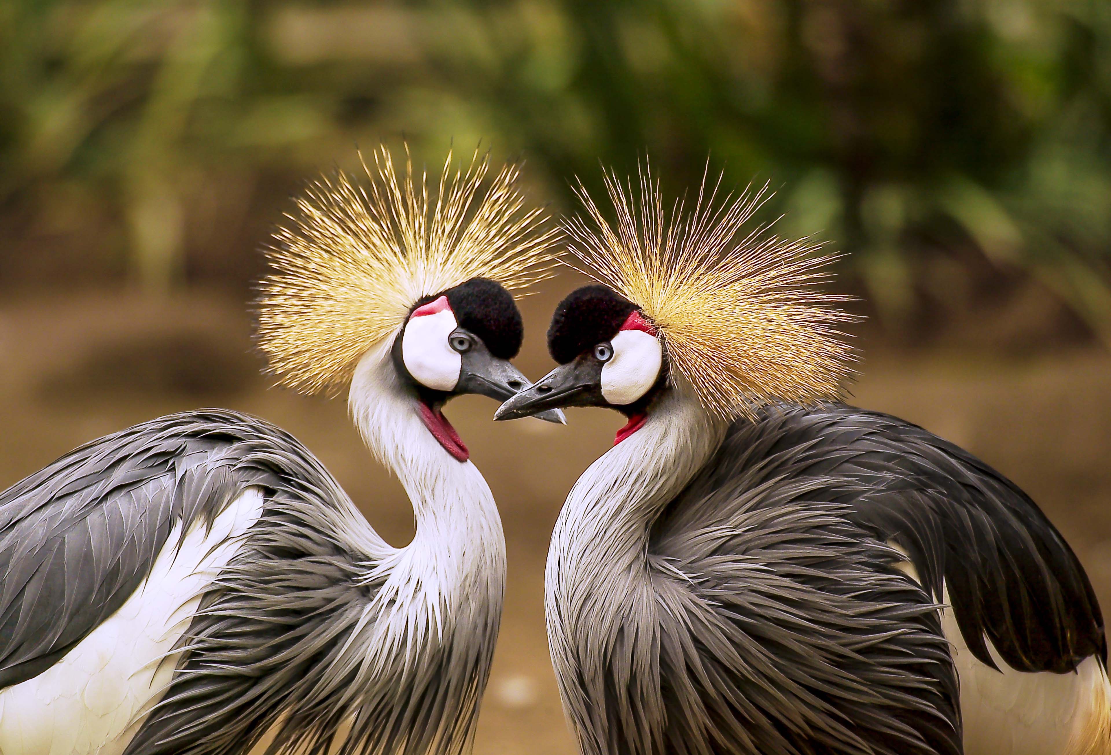 Beautiful Animal Wallpapers - Top Free Beautiful Animal Backgrounds ...