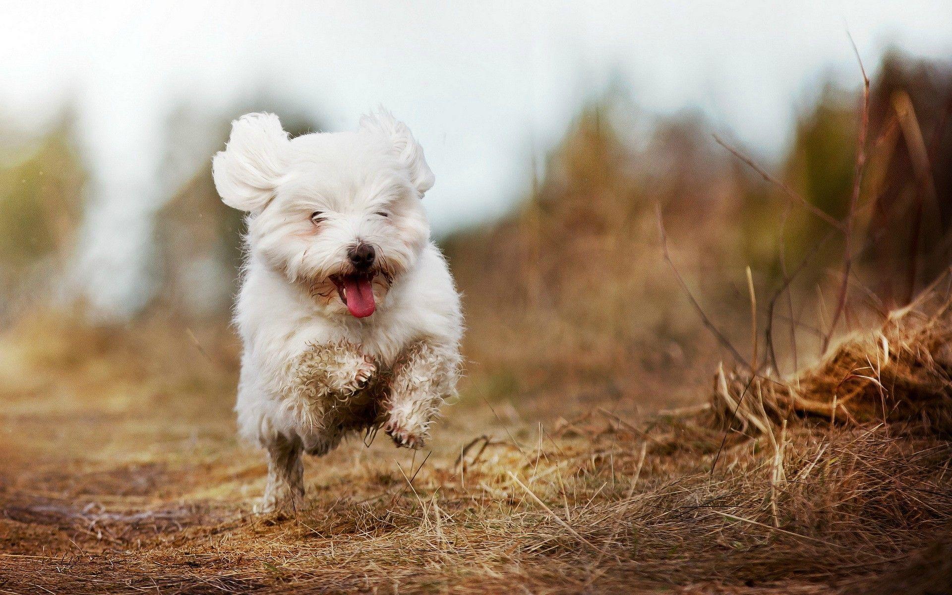 Happy Dog Wallpapers - Top Free Happy Dog Backgrounds - WallpaperAccess