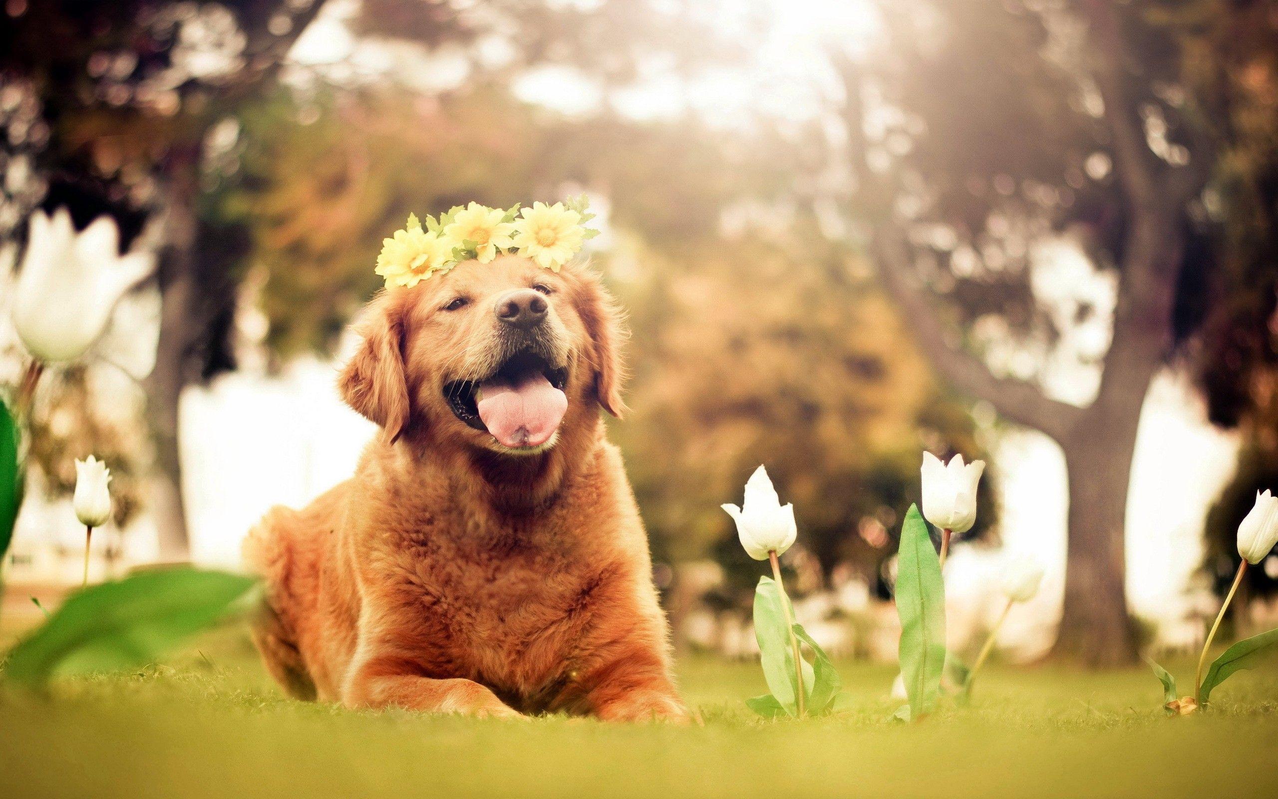 Happy Dog Wallpapers - Top Free Happy Dog Backgrounds - WallpaperAccess