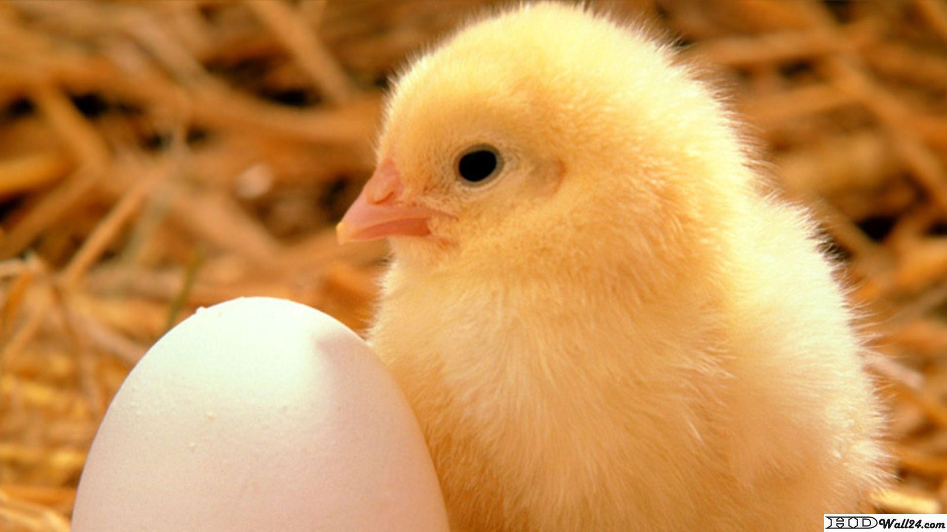 Baby Chick Wallpapers - Top Free Baby Chick Backgrounds - WallpaperAccess